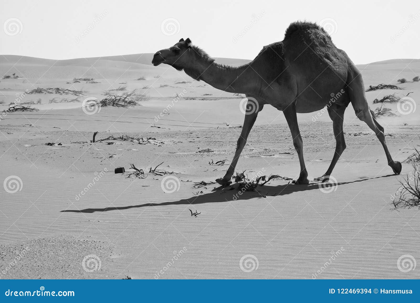 Camel Running in the Empty Quarter Desert Stock Photo - Image of ...