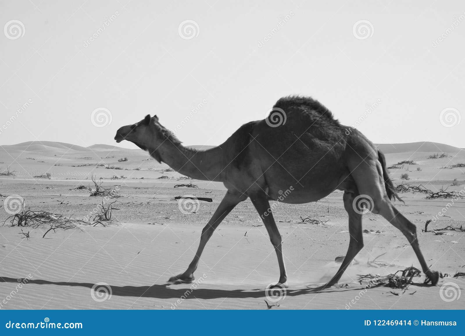 Camel Running in the Empty Quarter Desert Stock Photo - Image of ...