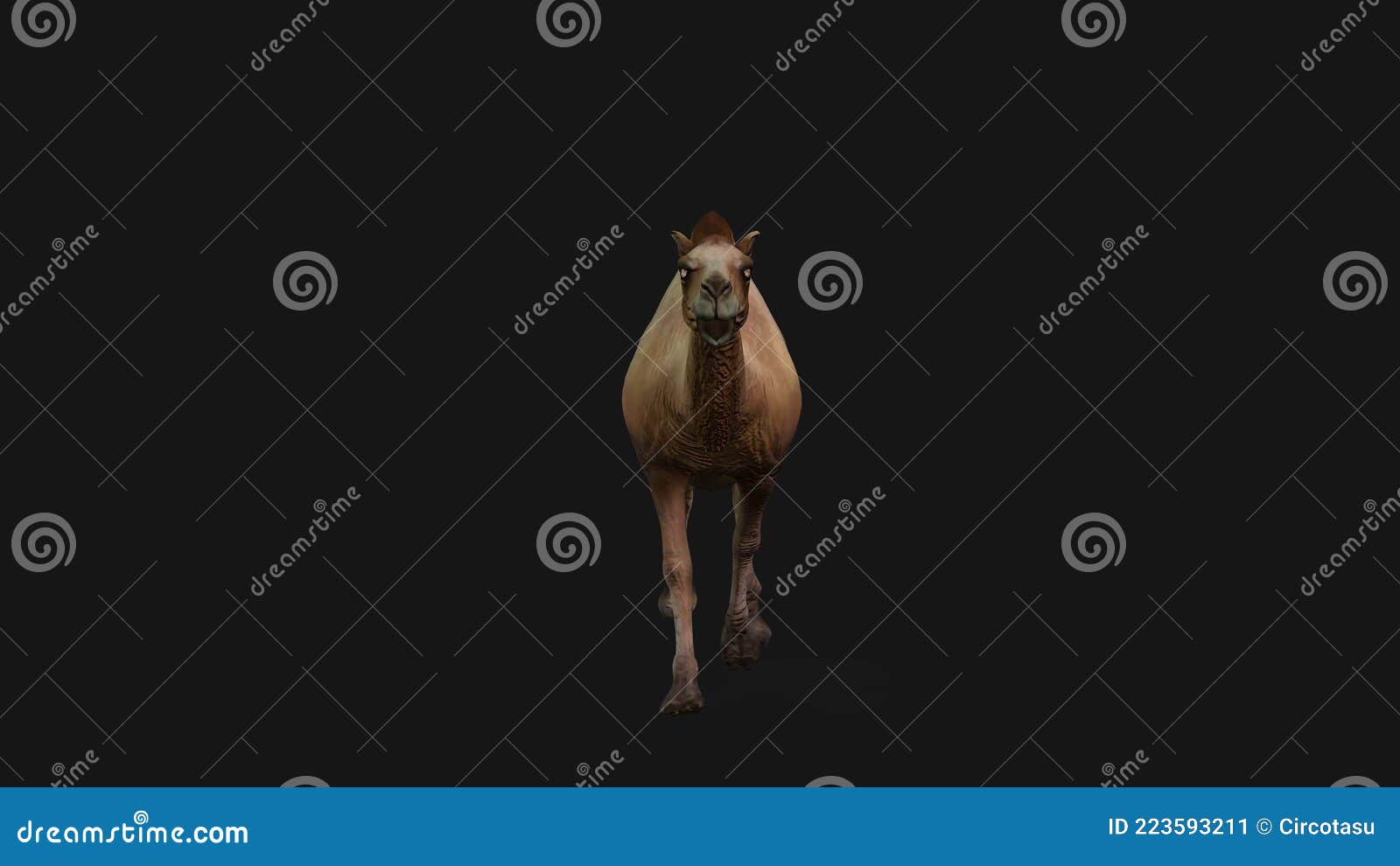 Camel Running, Front View Seamless Loop, Alpha Channel Stock Video ...