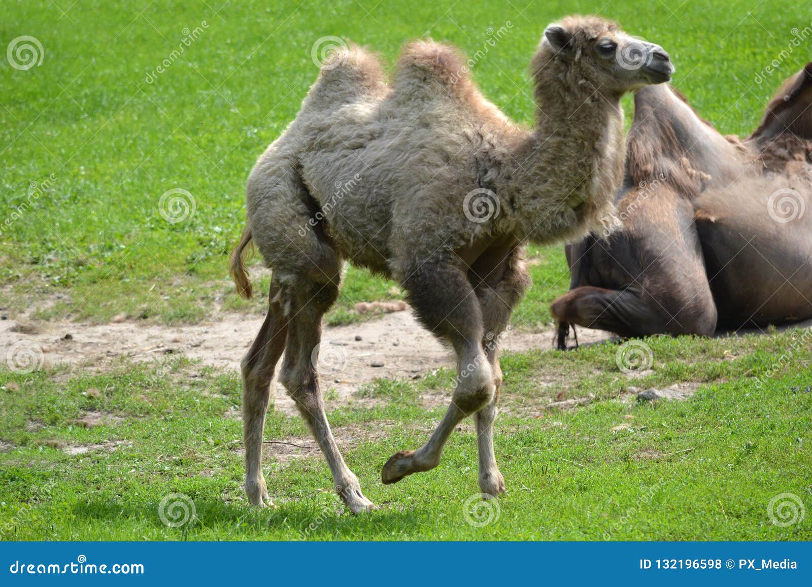 Camel running on a grass stock photo. Image of dromader - 132196598