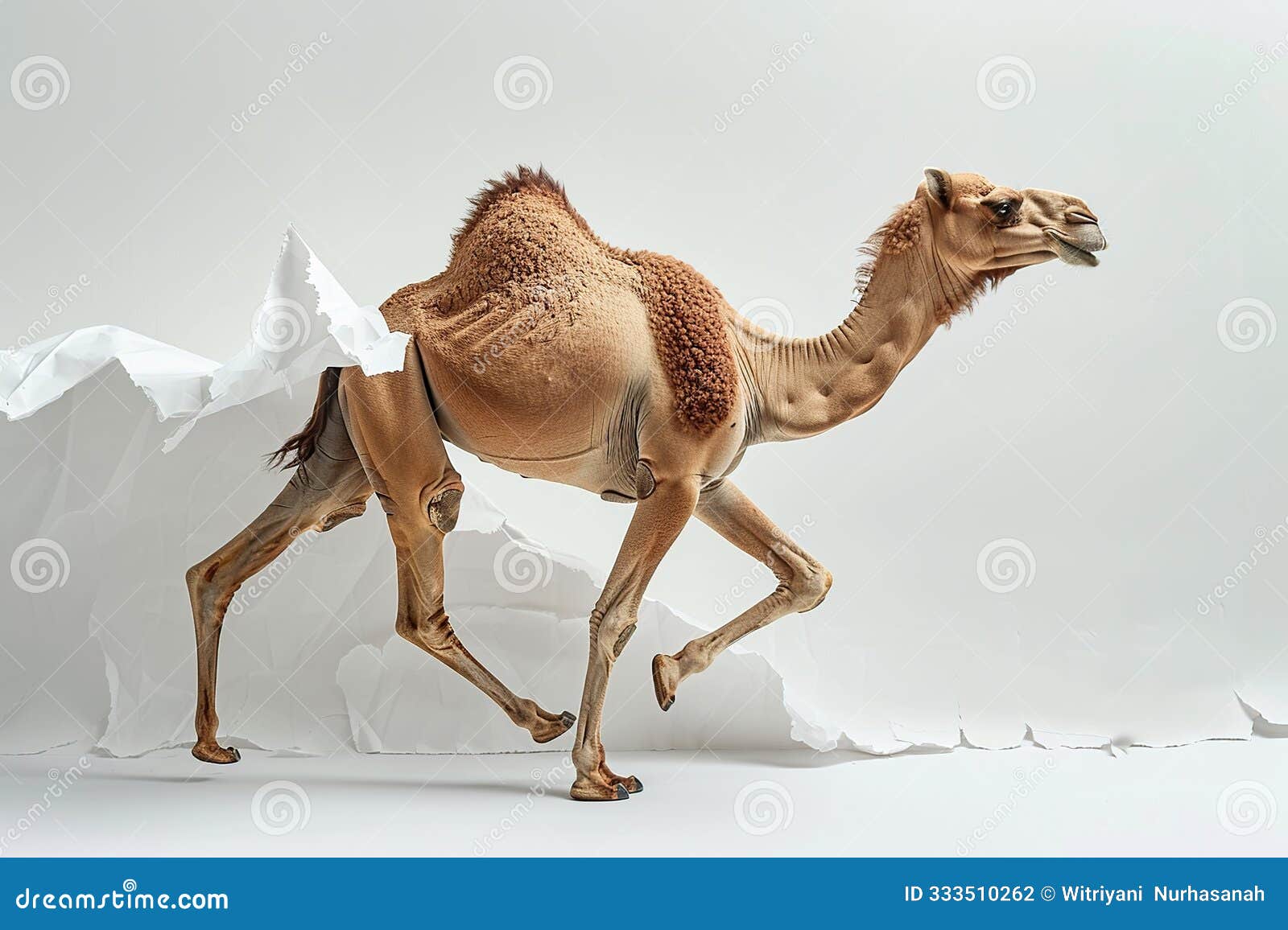 Camel Running through Paper Stock Illustration - Illustration of speed ...