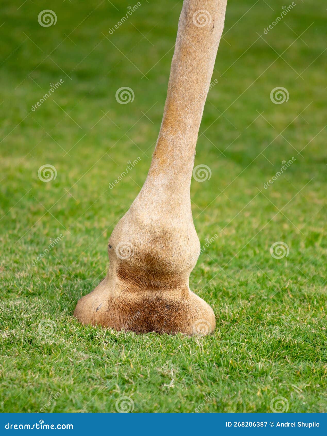 Camel S Foot on Green Grass. Stock Image - Image of cloven, hoof: 268206387
