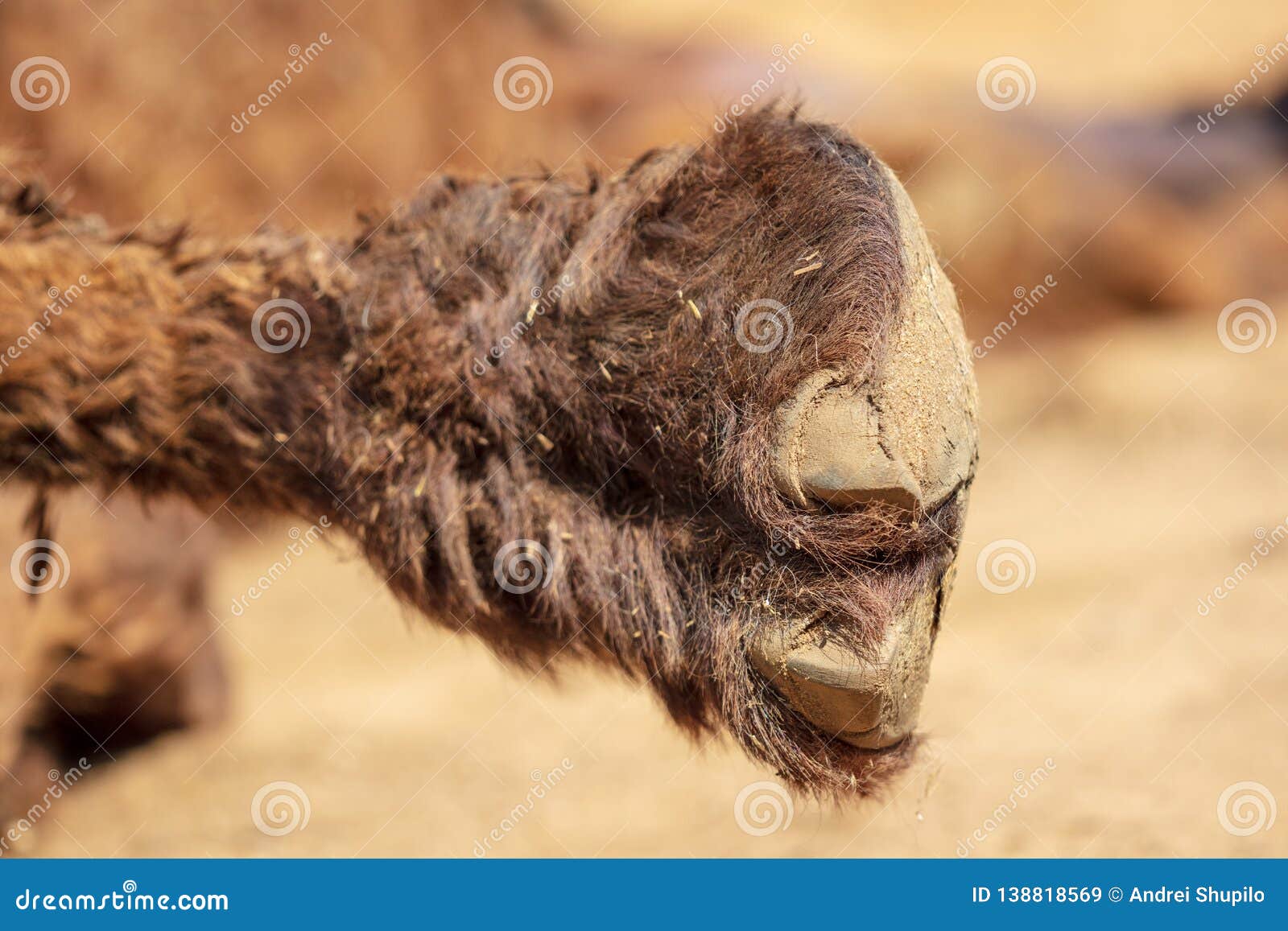 Camel`s Foot Raised To The Top In The Zoo Stock Image - Image of ...