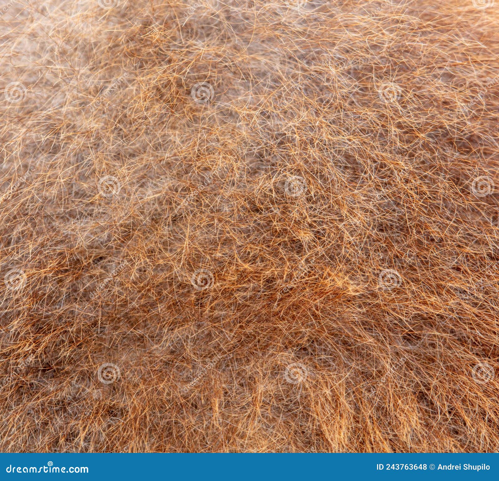 Camel S Fur As an Abstract Background. Stock Photo - Image of pattern ...