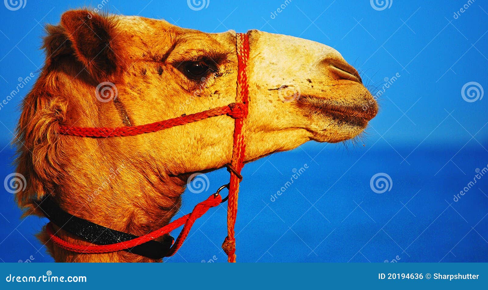 Camel s Head stock photo. Image of animal, beach, arabian - 20194636