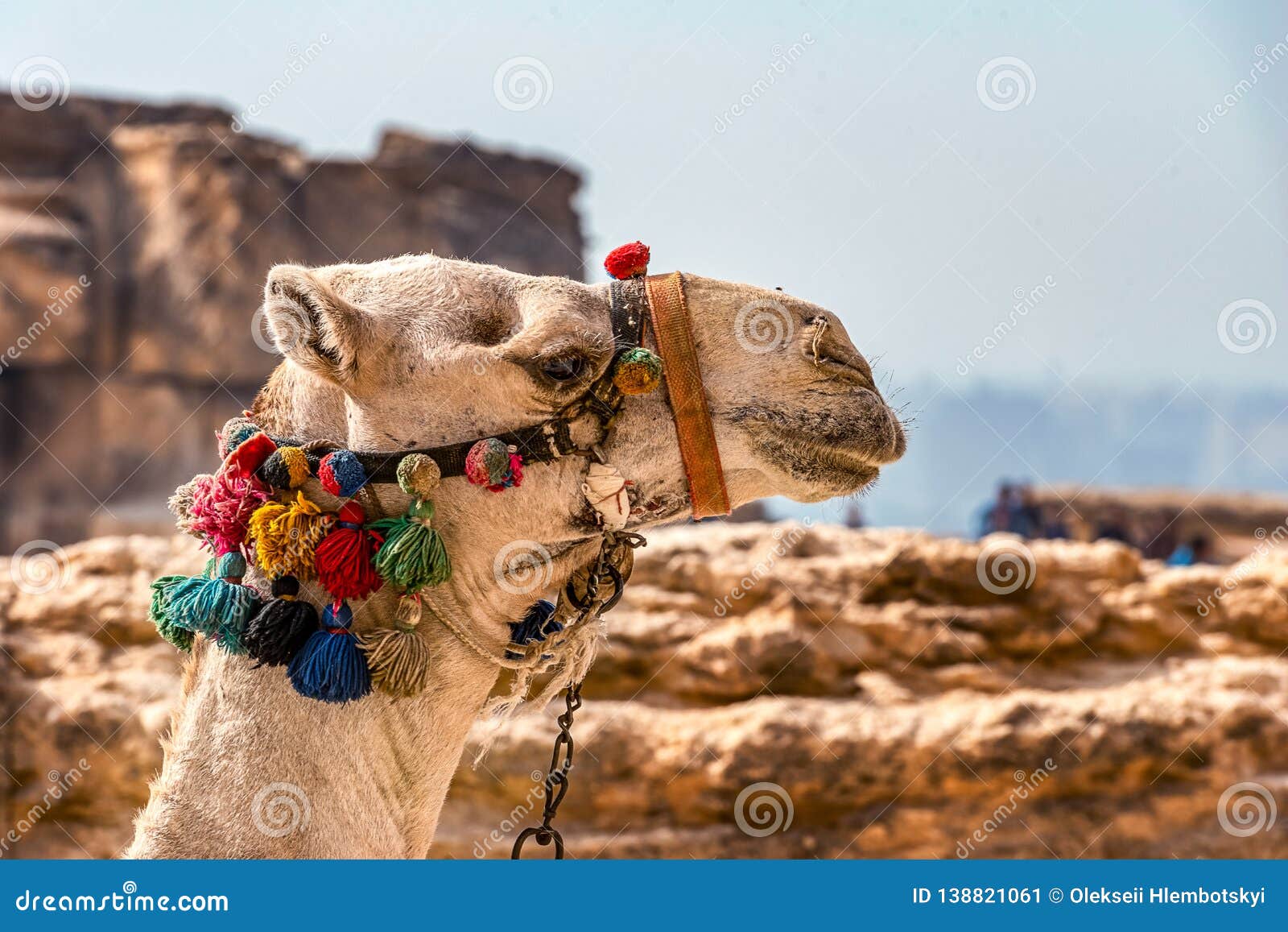 The Camel`s Head is Decorated with Colored Decorations Stock Image ...