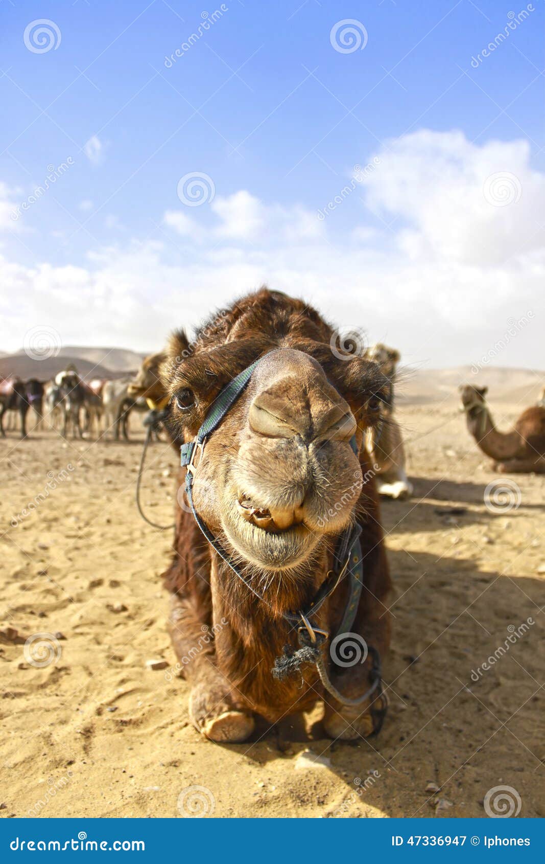 Camel S Head in the Desert with Funny Expression Stock Image - Image of ...