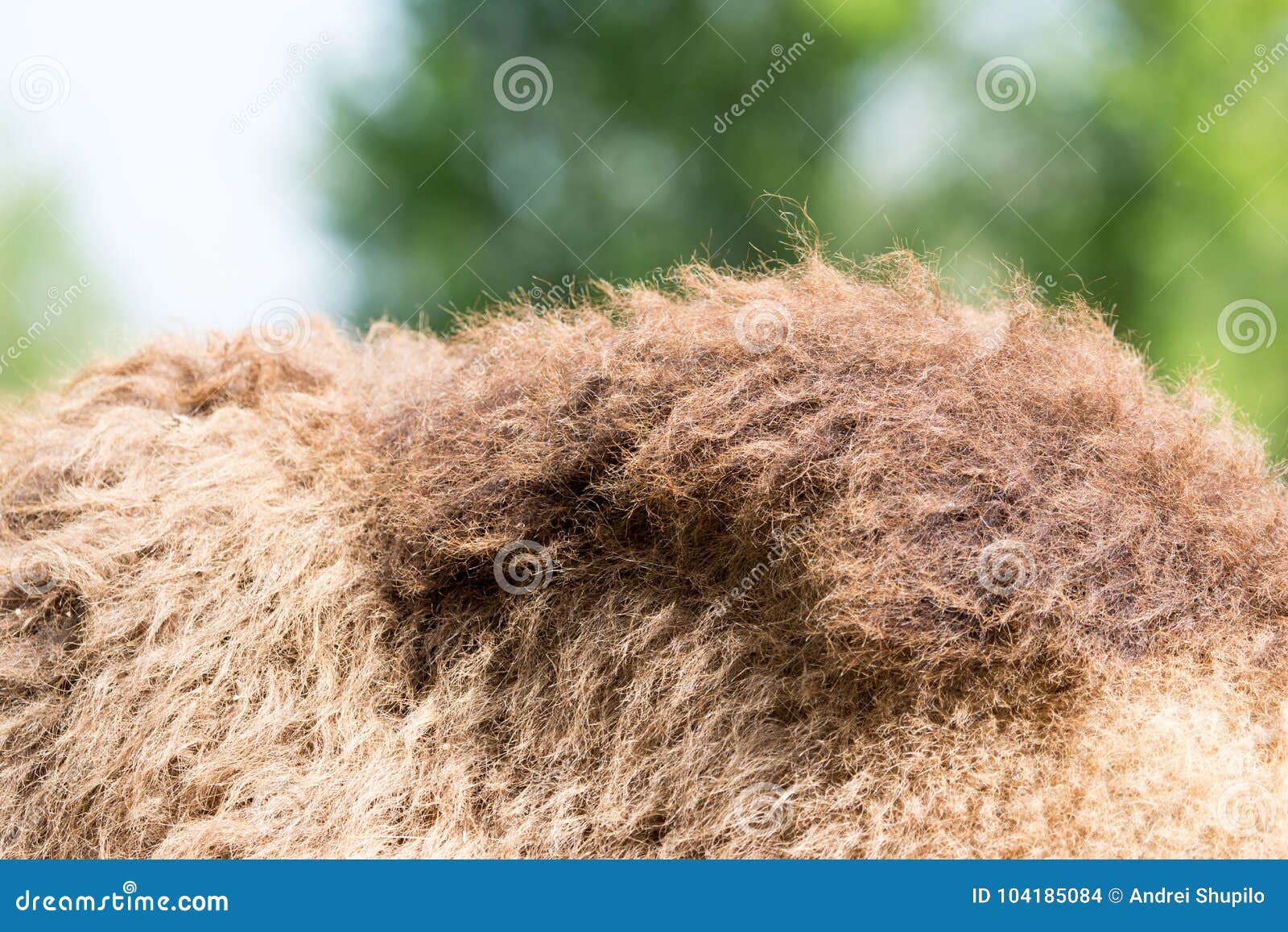 Camel`s hump stock photo. Image of animal, detail, hump - 104185084