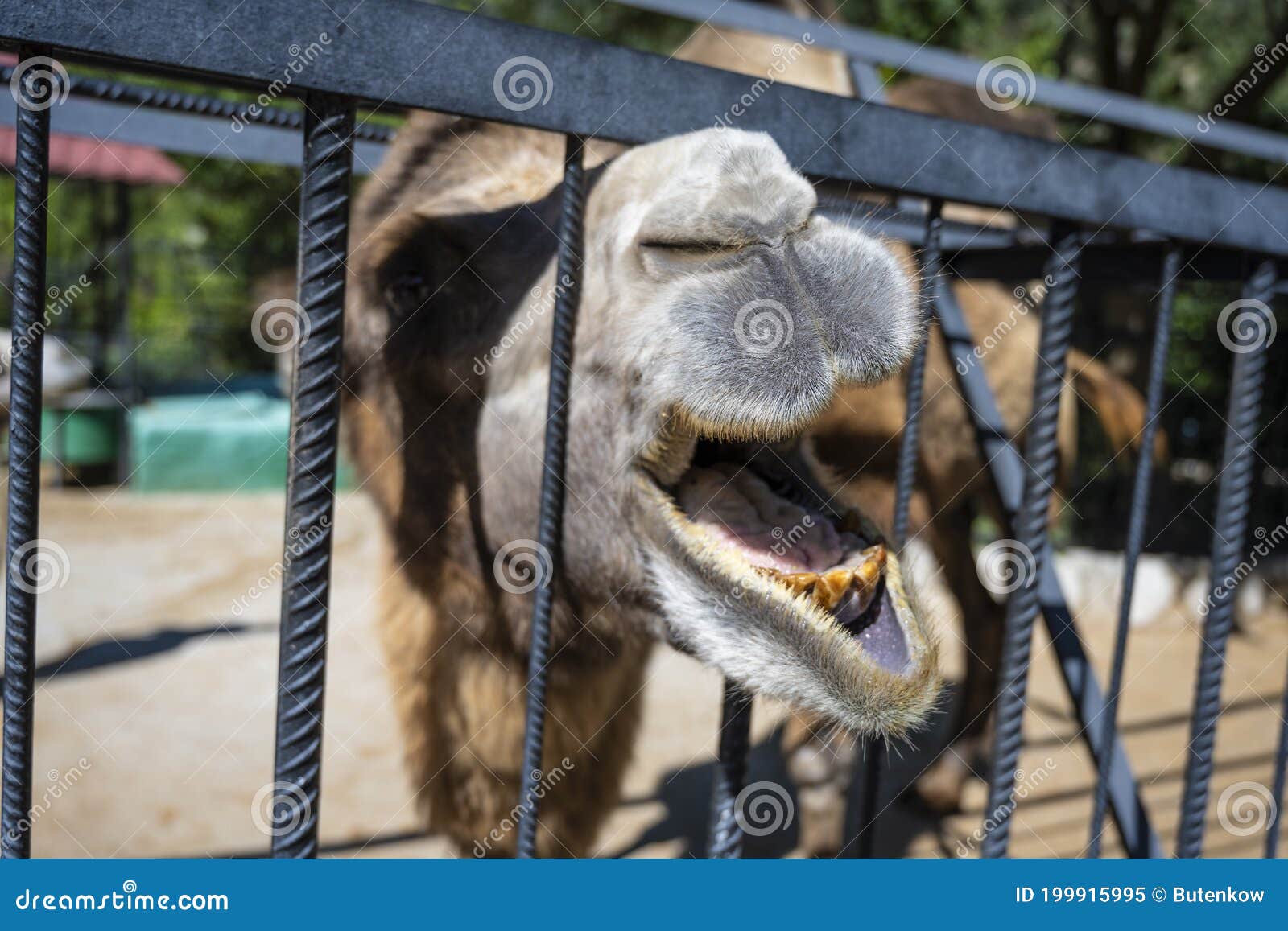 Camel`s Mouth and Teeth Close Up Stock Image - Image of arabia, closeup ...