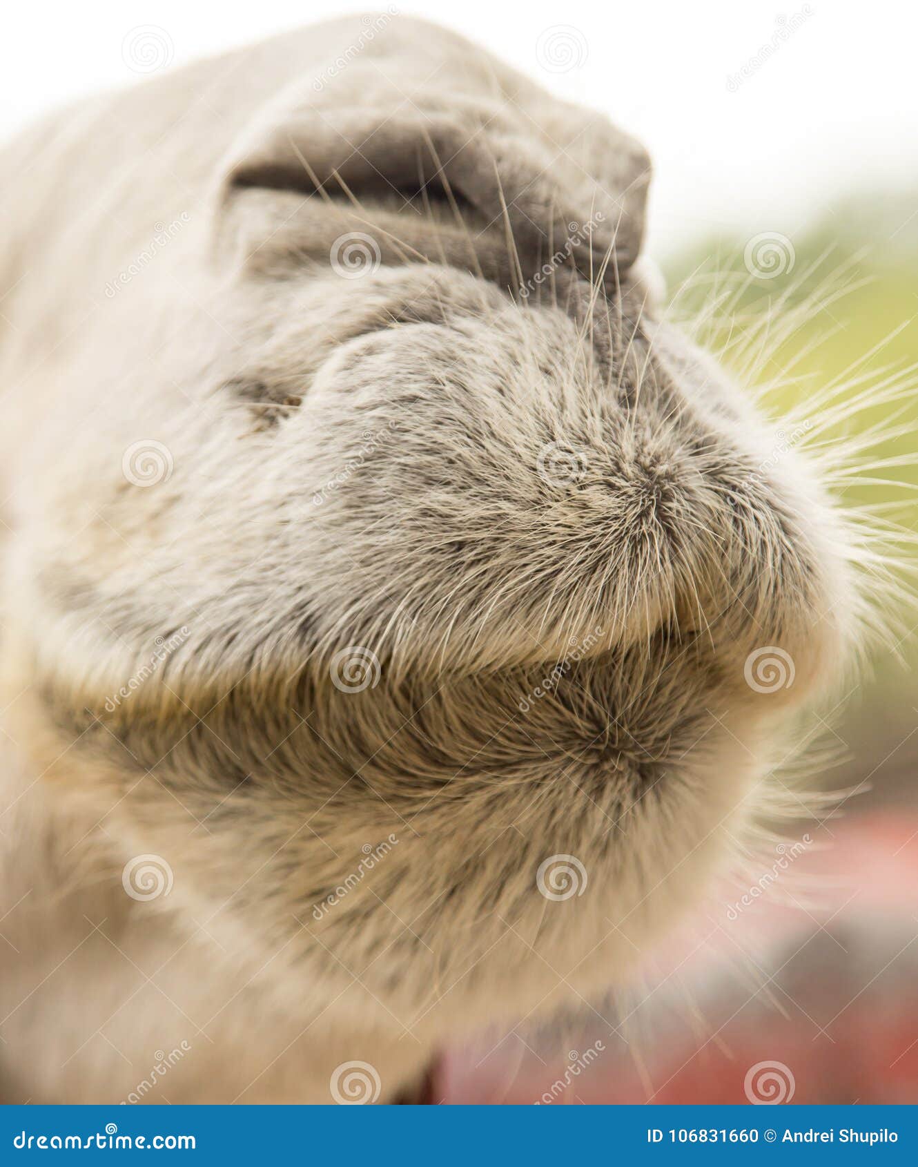 Camel`s nose stock photo. Image of mouth, cute, beauty - 106831660