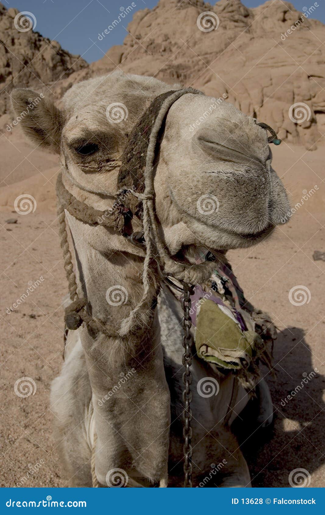 Camel s smile stock photo. Image of chameau, dromedary, egypt - 13628