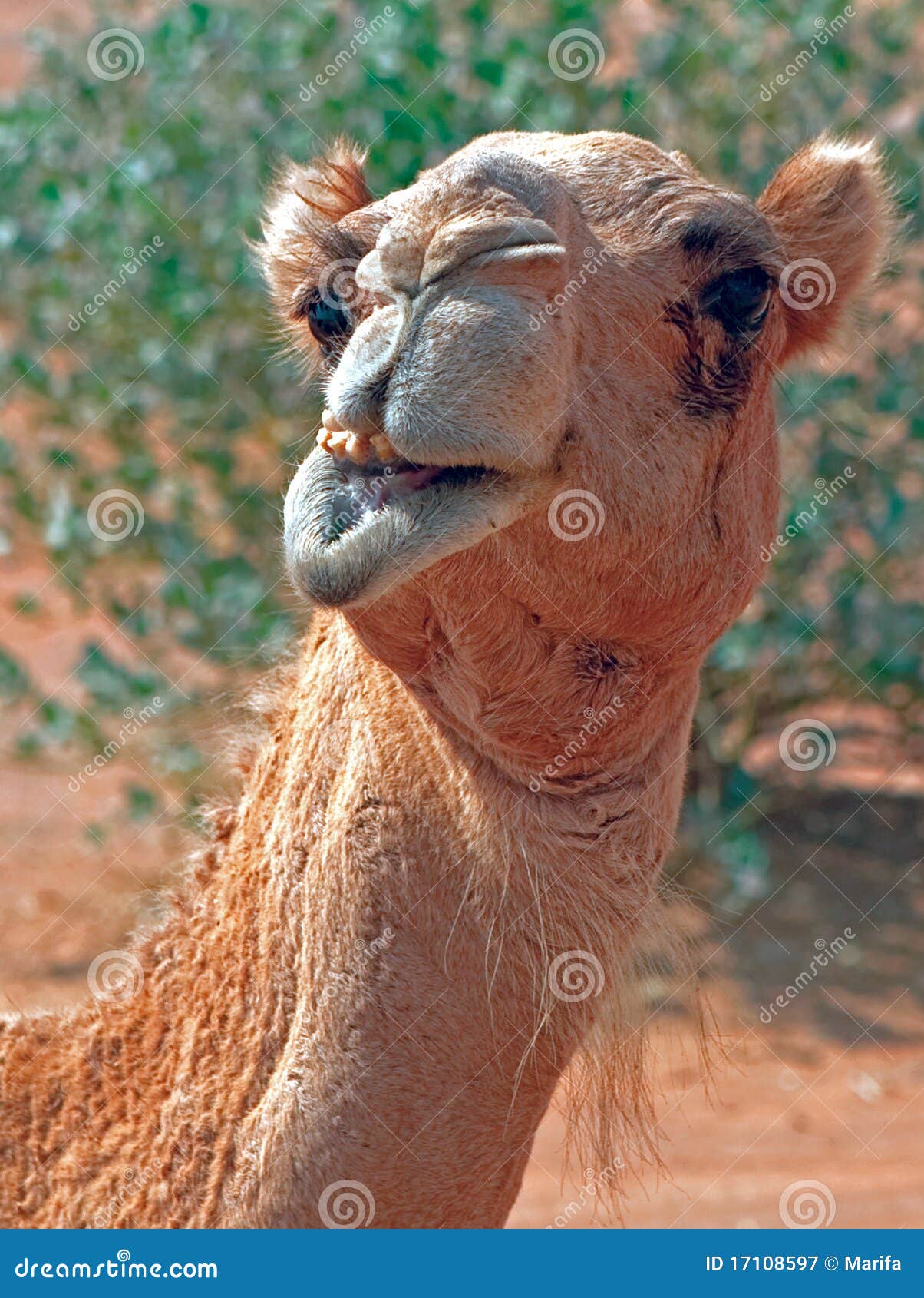 Camel s smile stock image. Image of travel, desert, close - 17108597