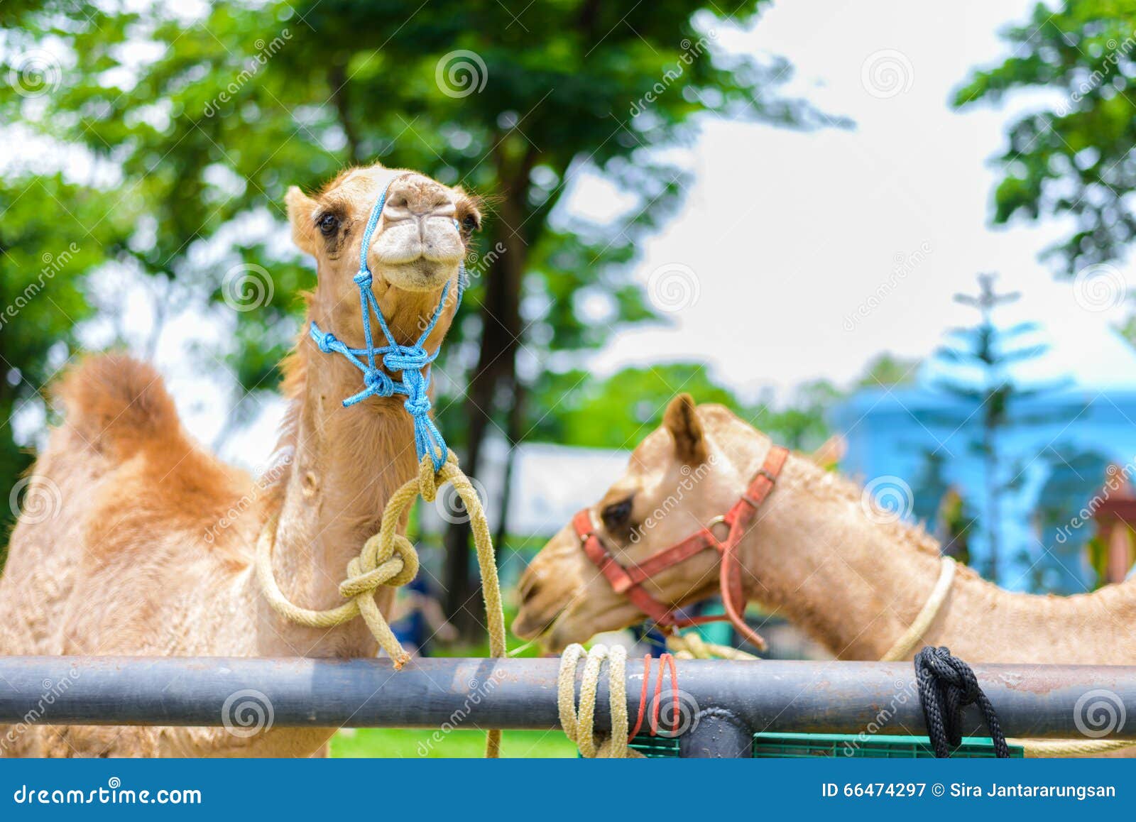 Camel s smiling face stock image. Image of sahara, mammal - 66474297