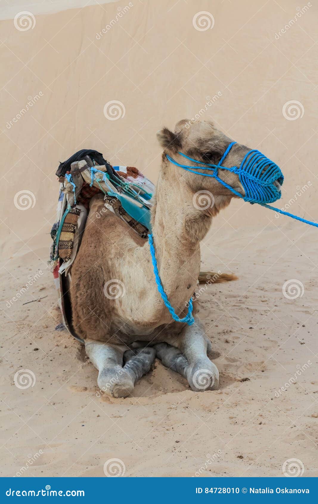 Camel saddled for ride stock photo. Image of mediterranean - 84728010