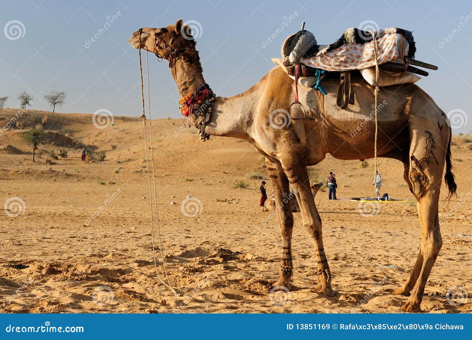 Camel Safari stock image. Image of animal, rajhastan - 13851169