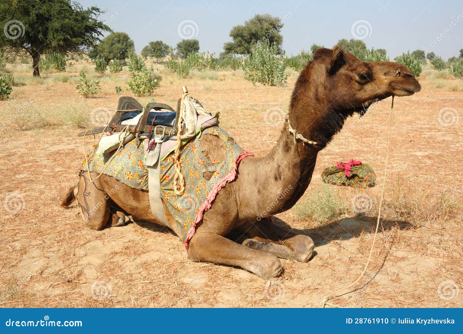 Thar Desert Animals