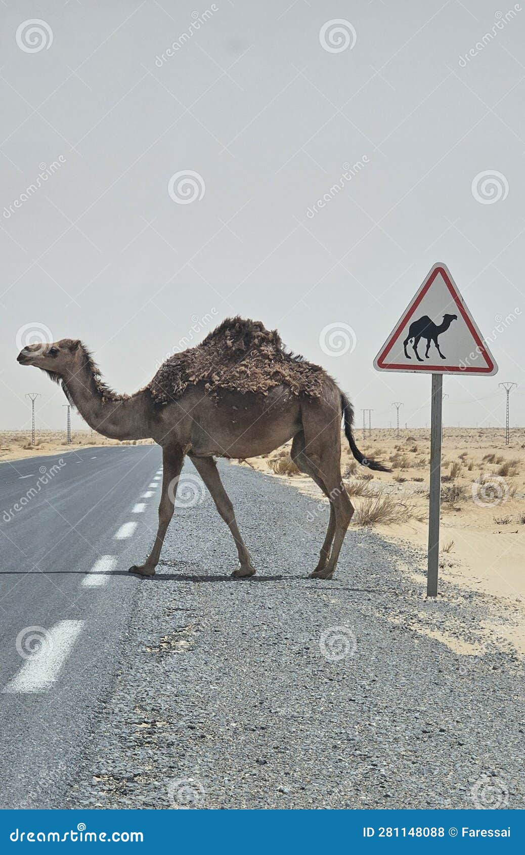 Camel Sahara RoadChameau Sahara Route Stock Photo - Image of camel ...