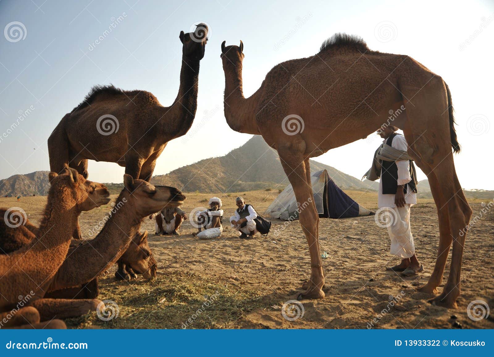 Camel for sale editorial photography. Image of fabric - 13933322