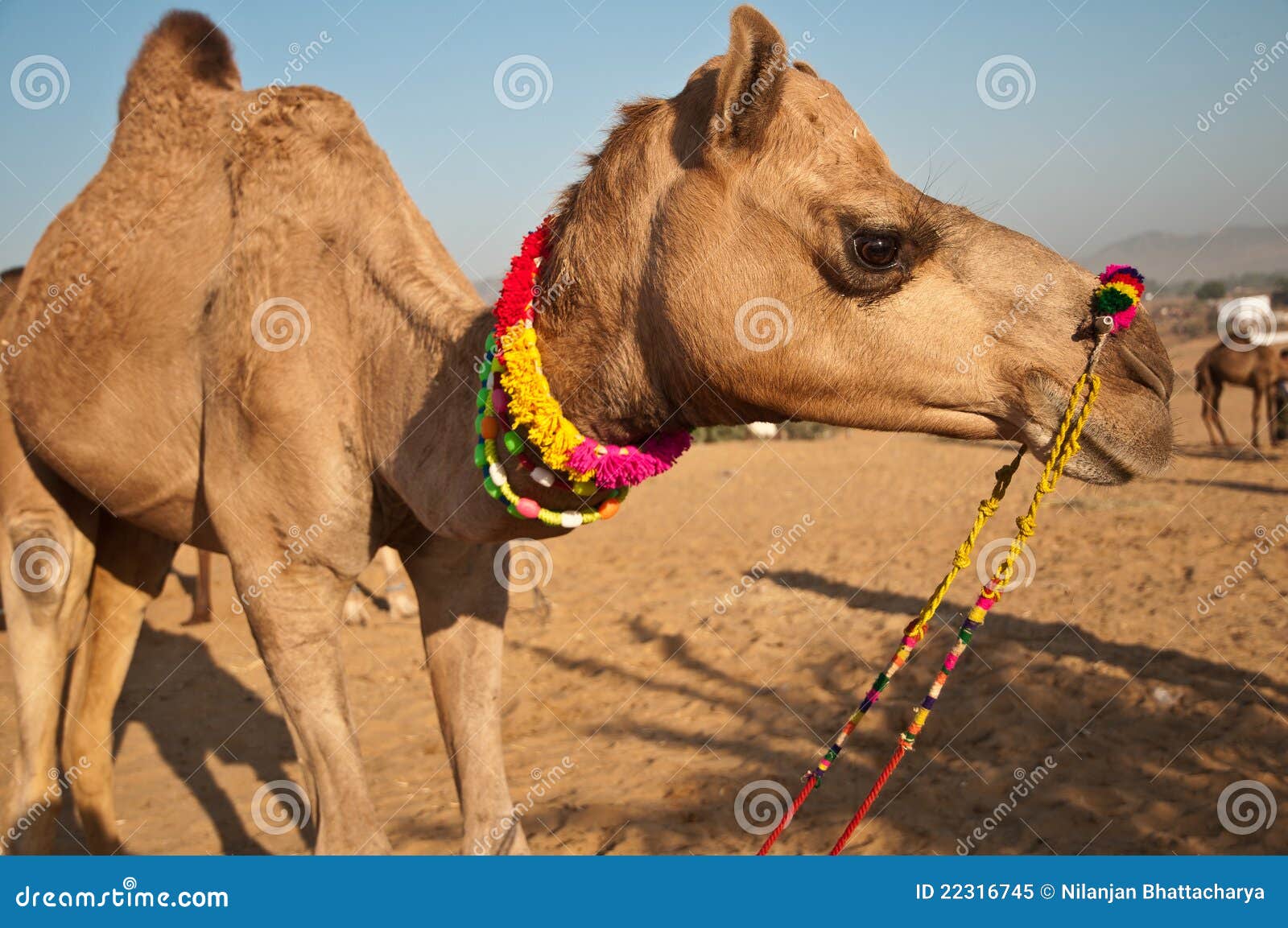 Camel for sale stock image. Image of exotic, color, mammal - 22316745