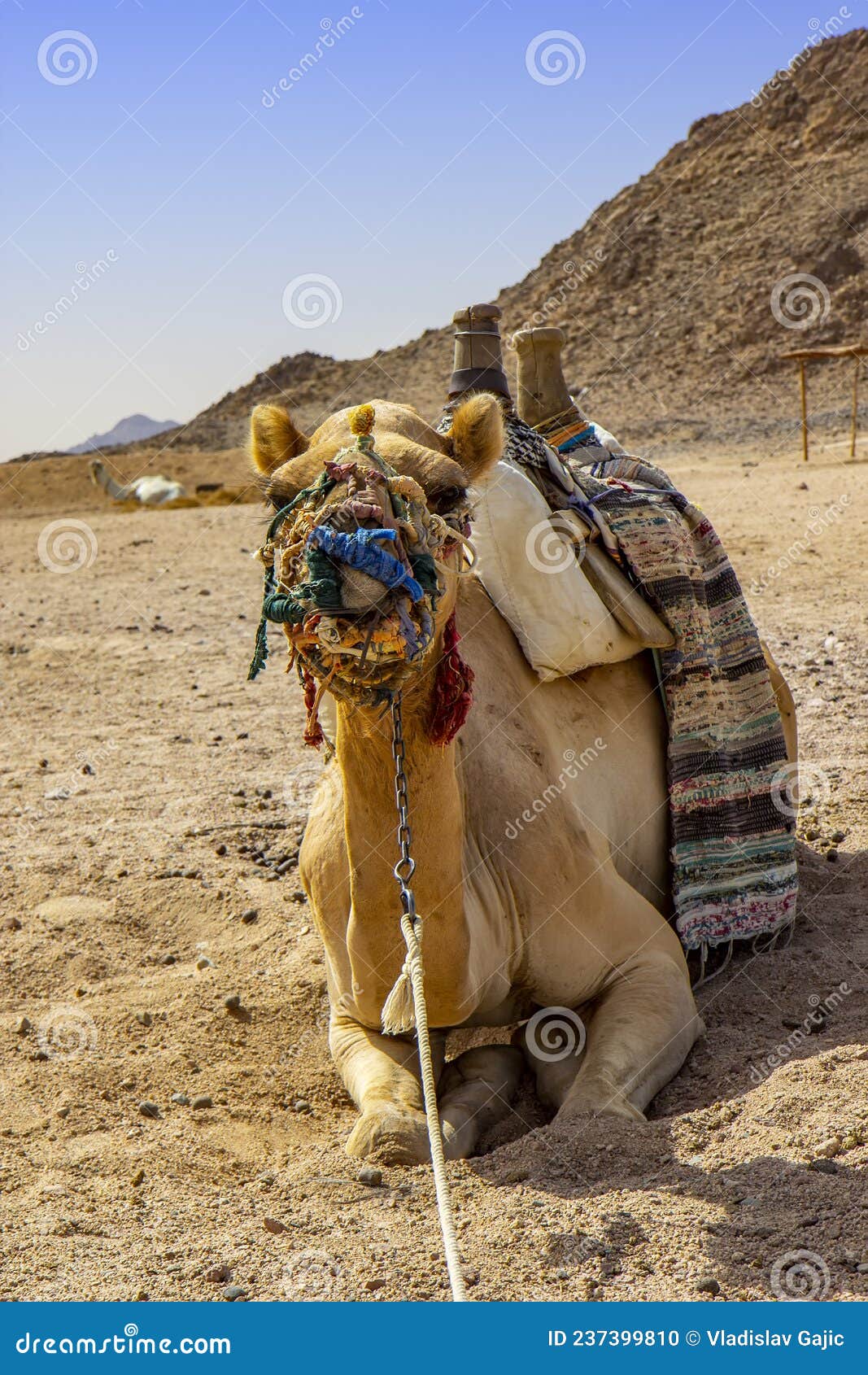 Camel in the sand desert stock photo. Image of hill - 237399810