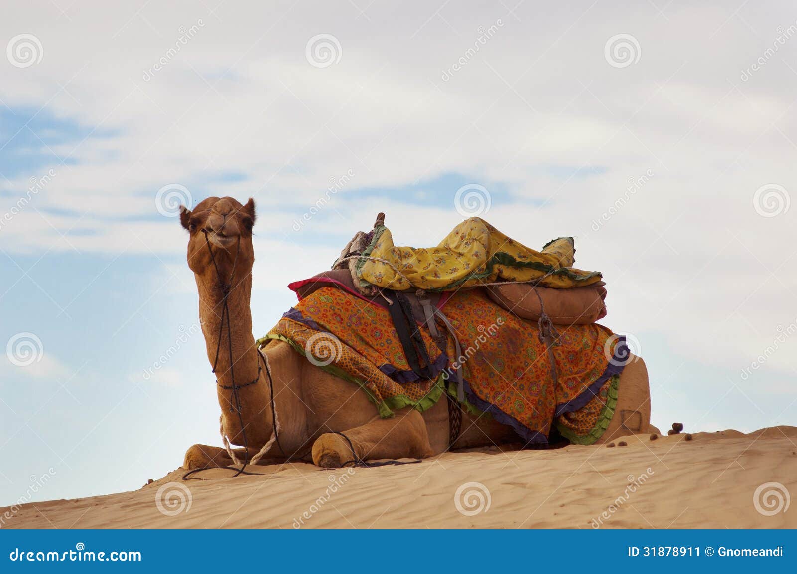 Camel on sand dune stock image. Image of load, festival - 31878911