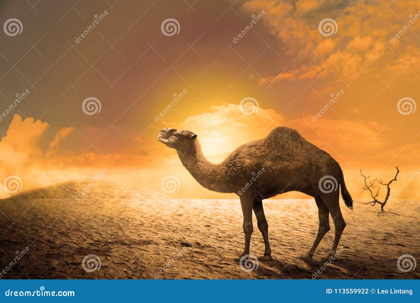Camel on the Sand Dunes at Sunset Stock Photo - Image of mammal, camel ...