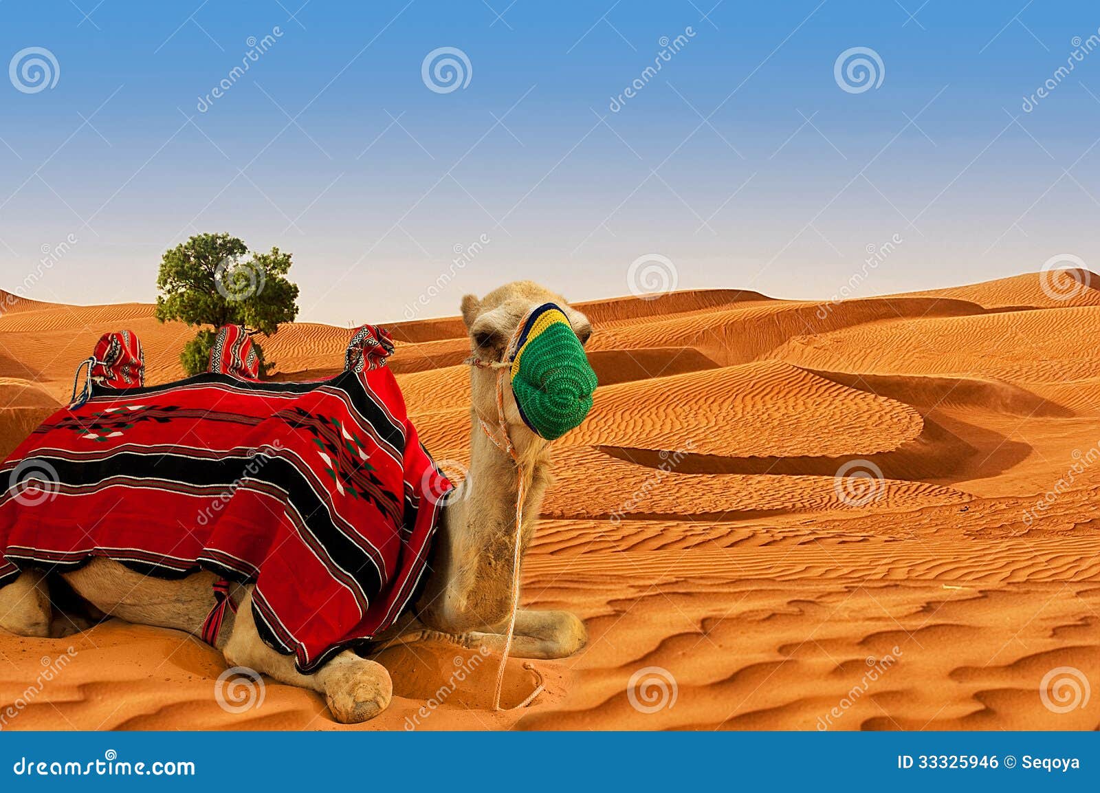 Camel on sand dunes stock photo. Image of arid, heat - 33325946