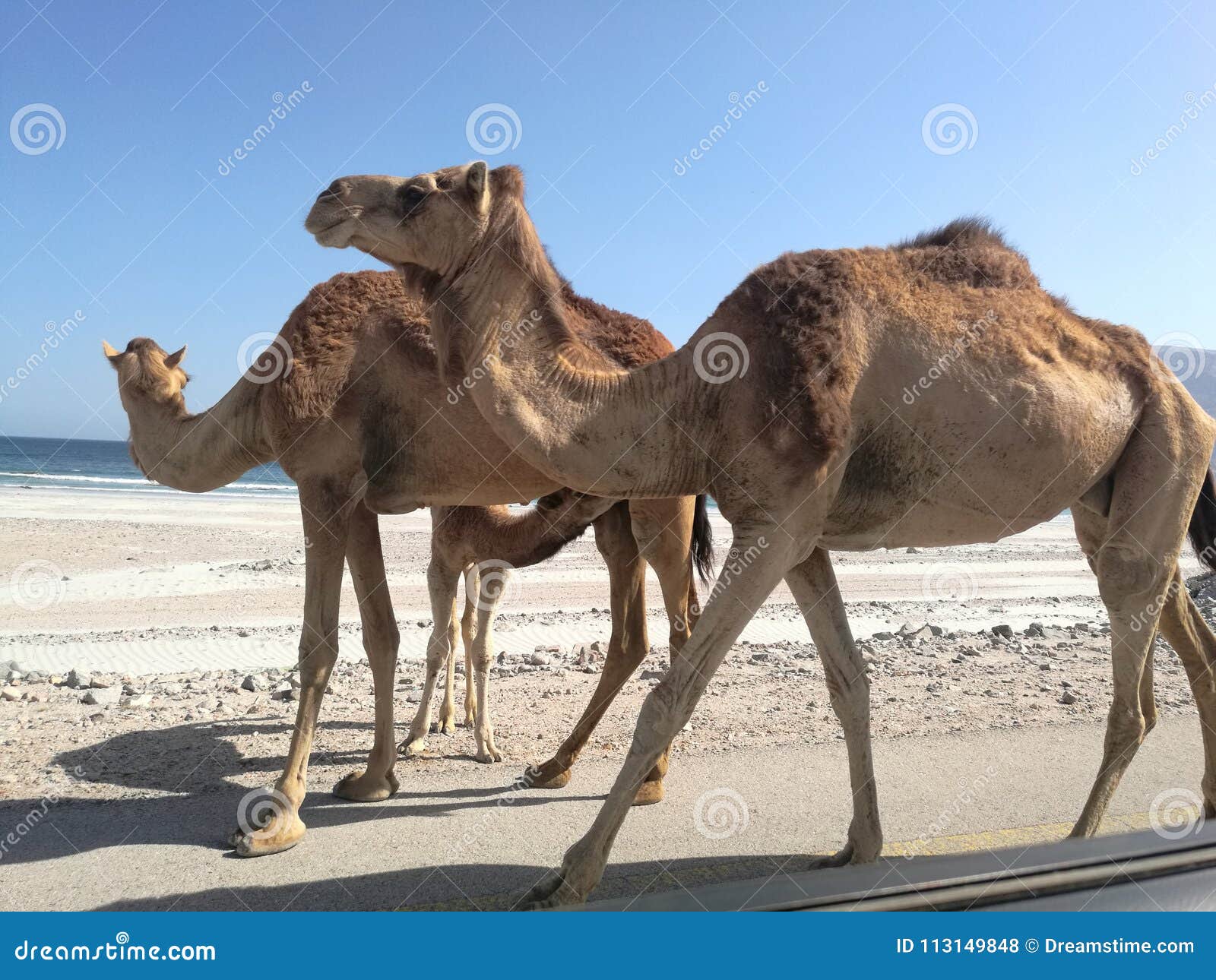 Baby Camel feeding stock photo. Image of camel, baby - 113149848