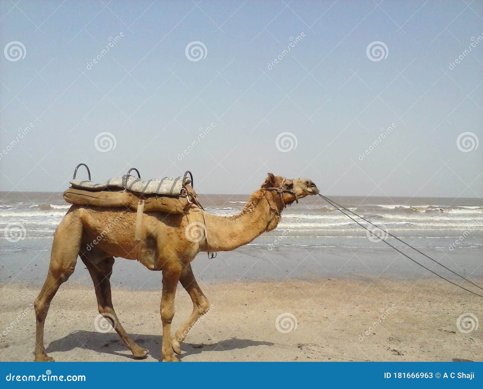 Camel on sea shore stock image. Image of wildlife, desert - 181666963