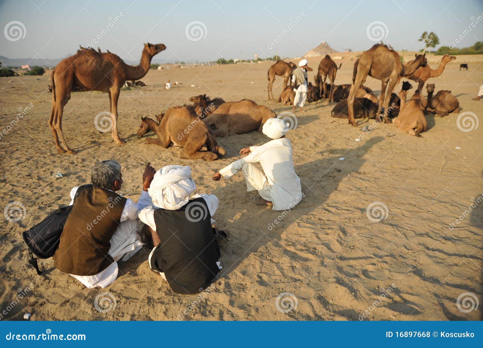 Camel sellers editorial stock photo. Image of animal - 16897668
