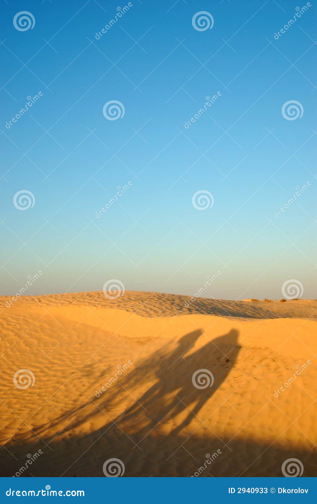 Camel shadow stock image. Image of nature, blue, arabic - 2940933