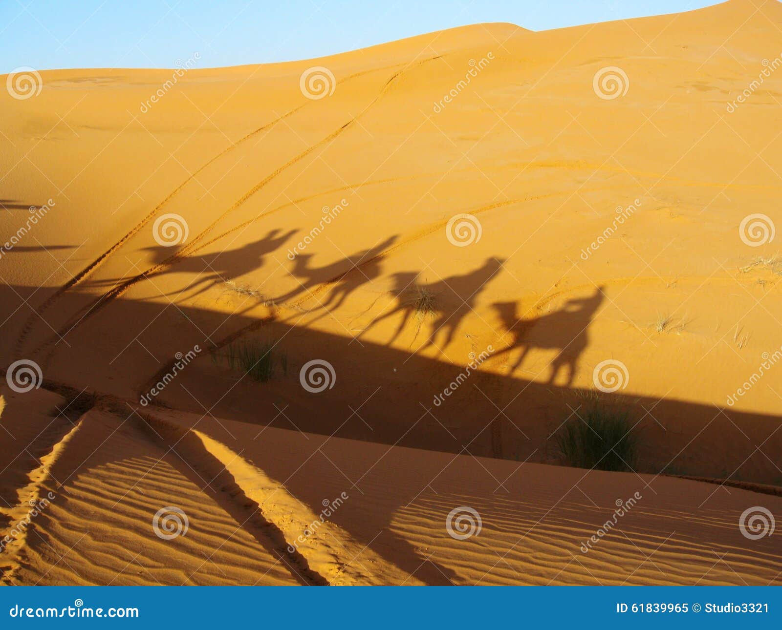 Camel shadow in desert stock image. Image of tunisia - 61839965