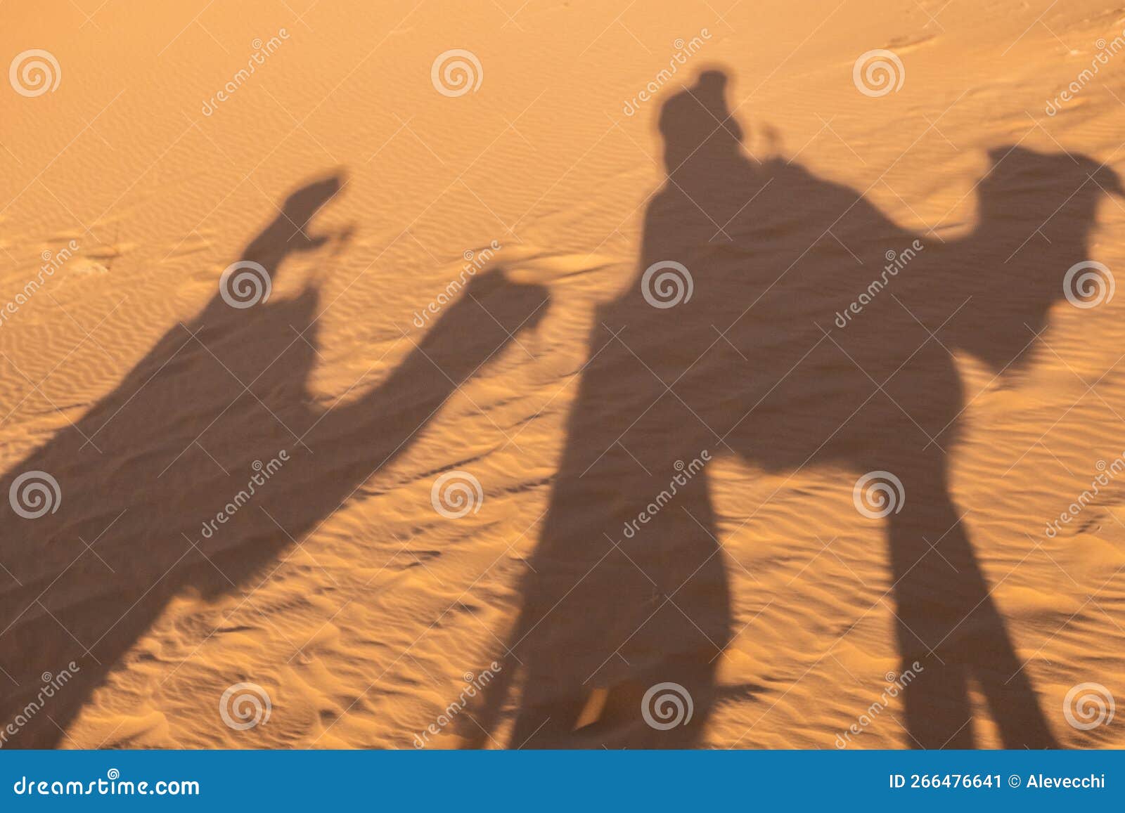 Camel Shadow on the Sand Dune in Sahara Desert Stock Image - Image of ...