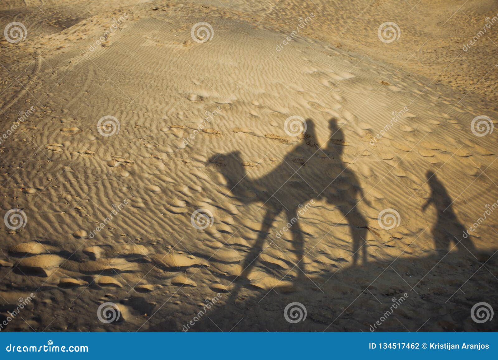 Camel shadow in sand stock photo. Image of indigenous - 134517462