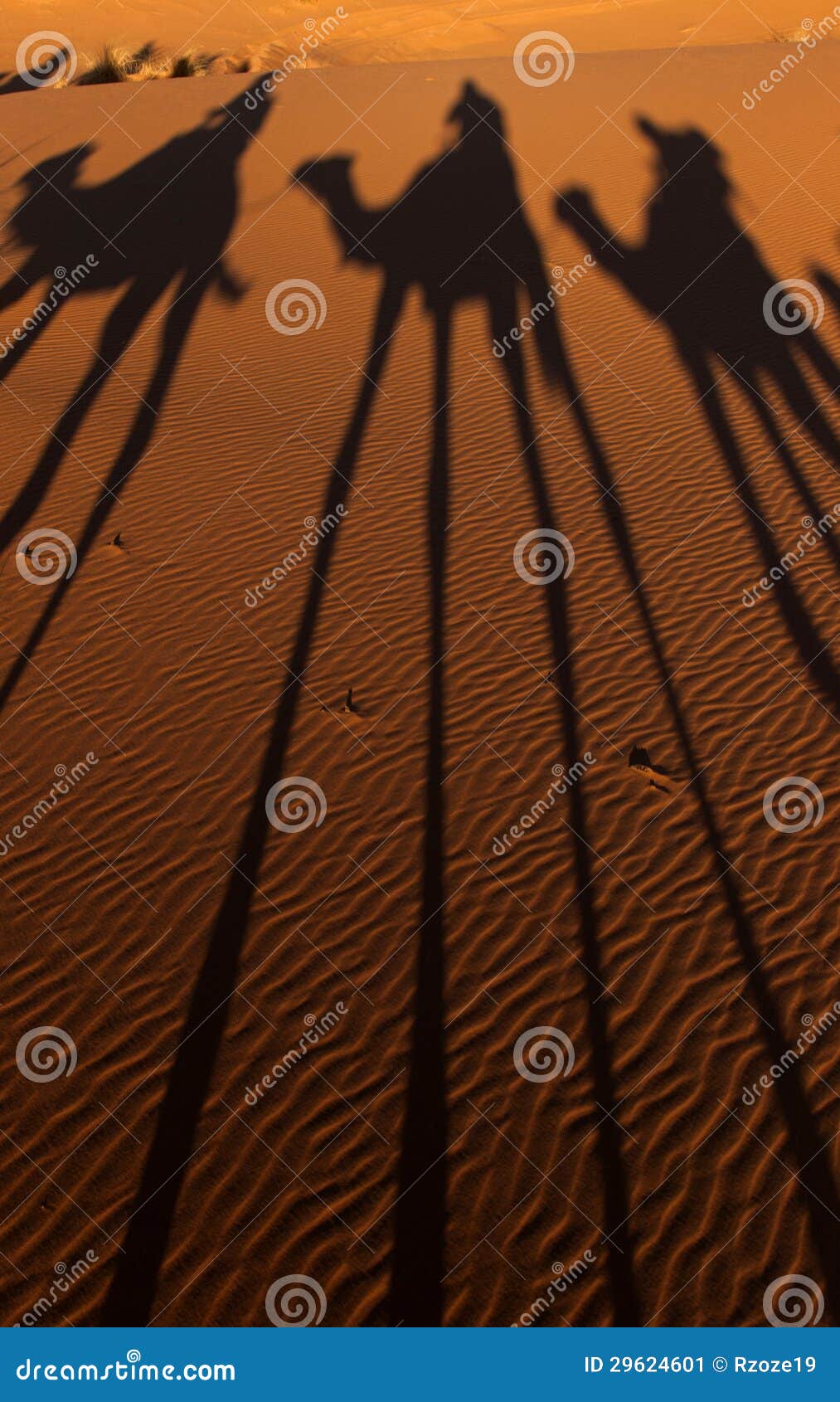 Camel Shadows stock image. Image of sahara, shadow, africa - 29624601