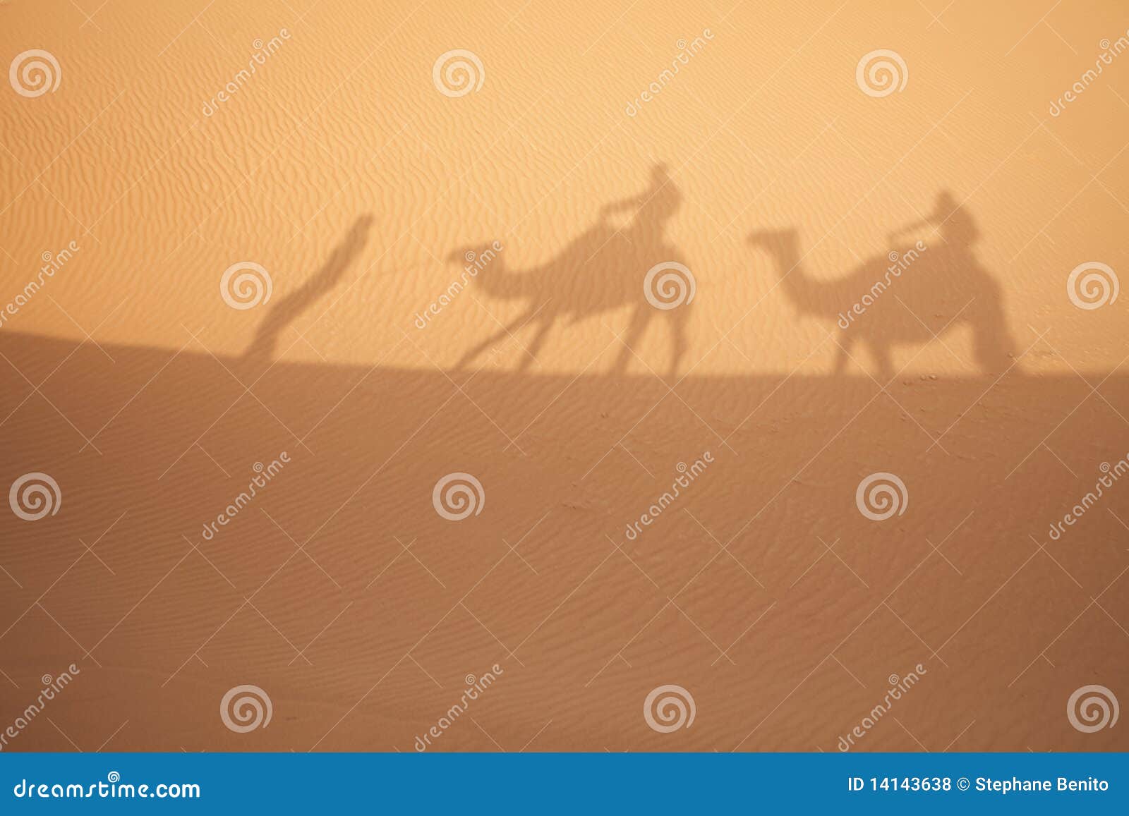 Camel Shadows on Sahara Sand. Stock Photo - Image of heat, vacation ...
