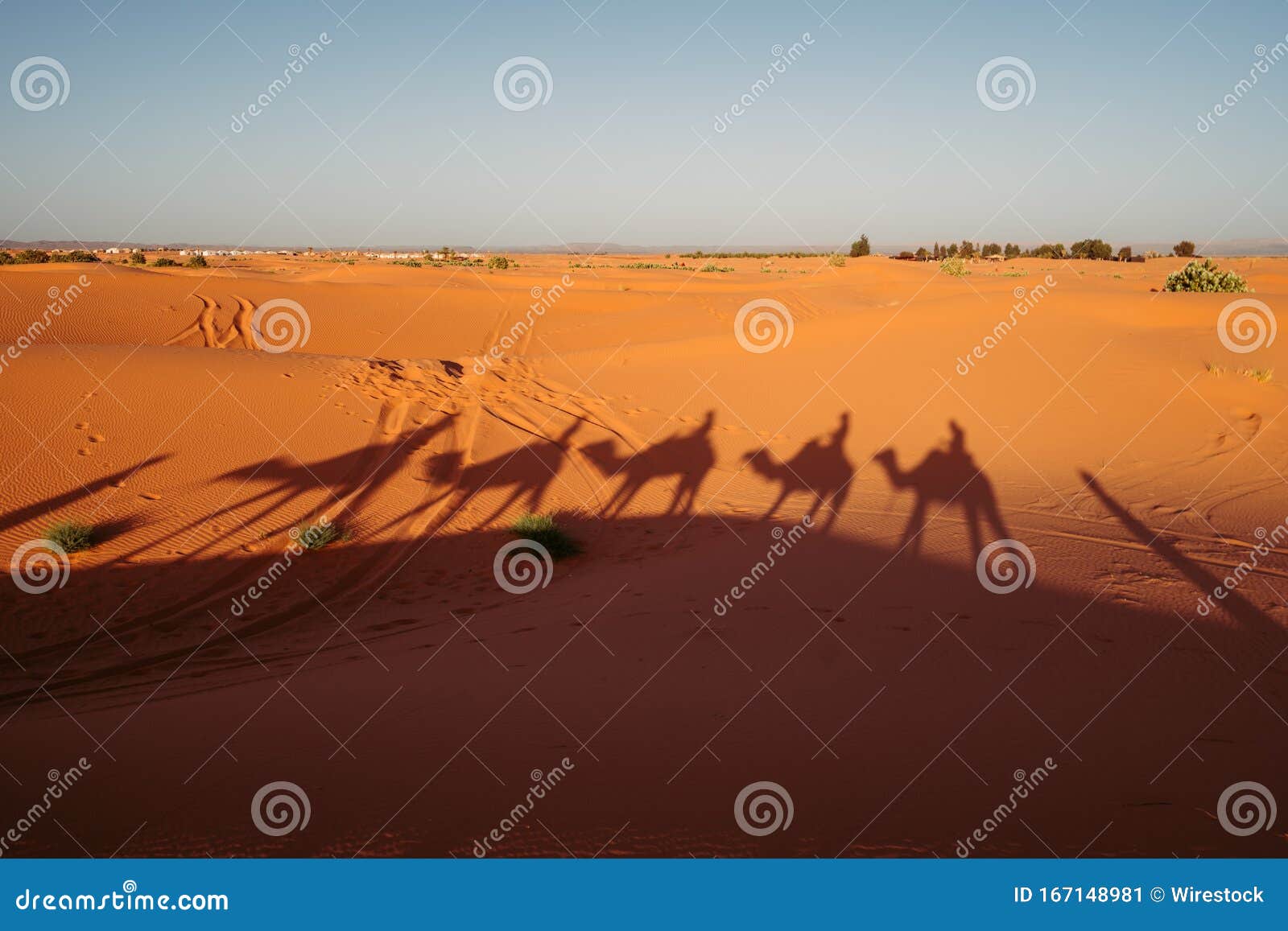 Camel Shadows on the Sand in a Desert Surrounded by Greenery Under ...