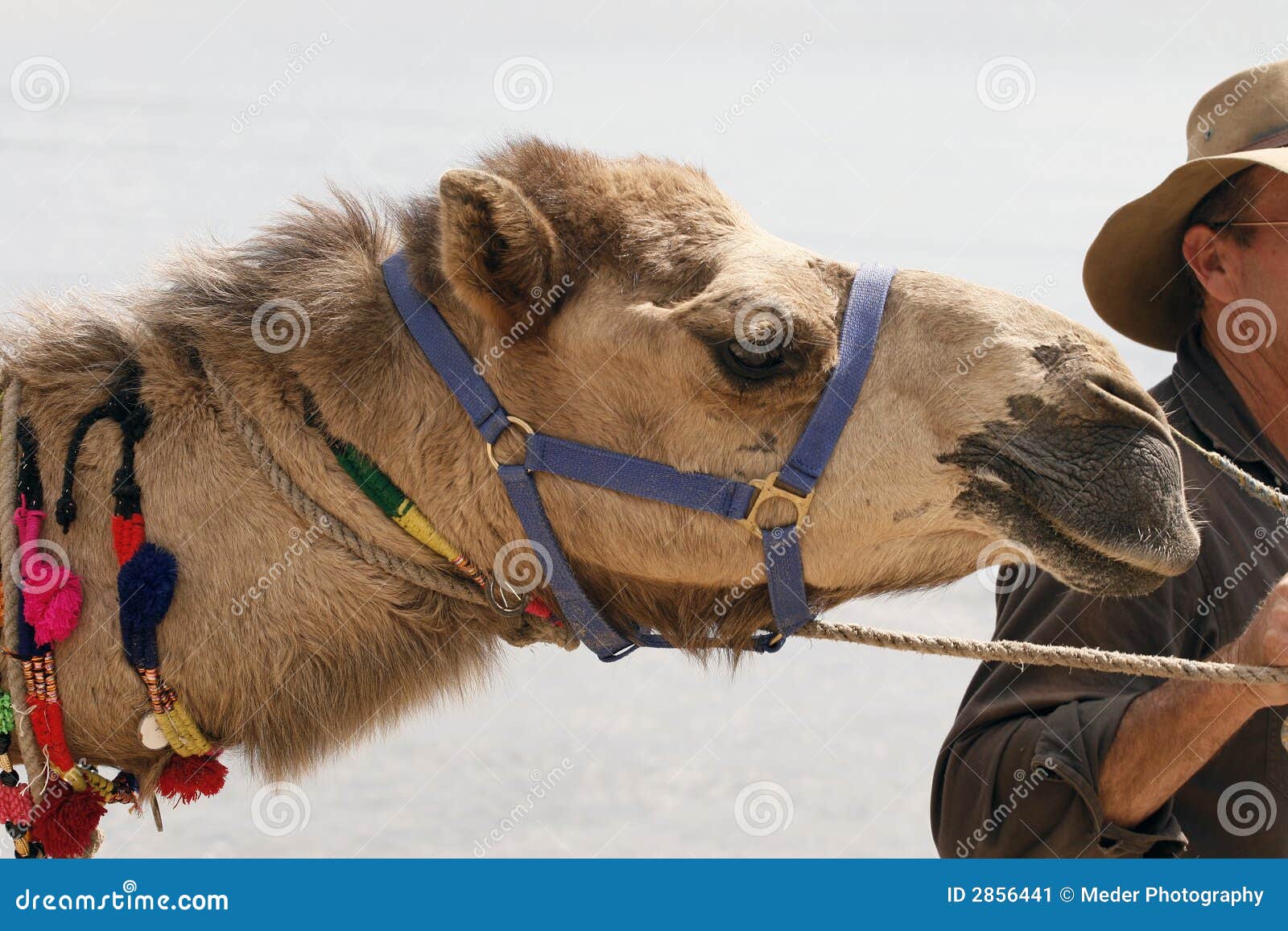 Camel Showing His Teeth Picture. Image: 2856441