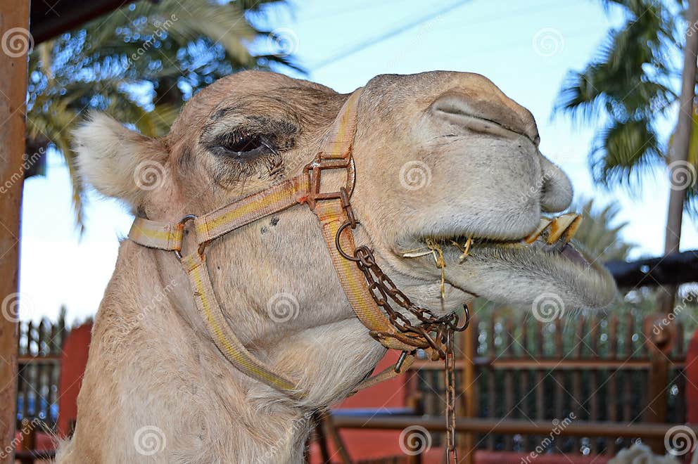 Camel Showing Its Teeth stock photo. Image of colourful - 48494070