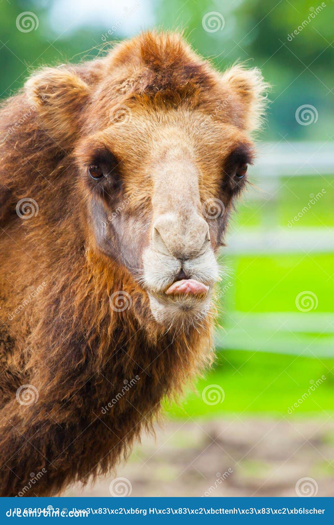 Red Camel With The Tongue Stock Photo | CartoonDealer.com #33024750