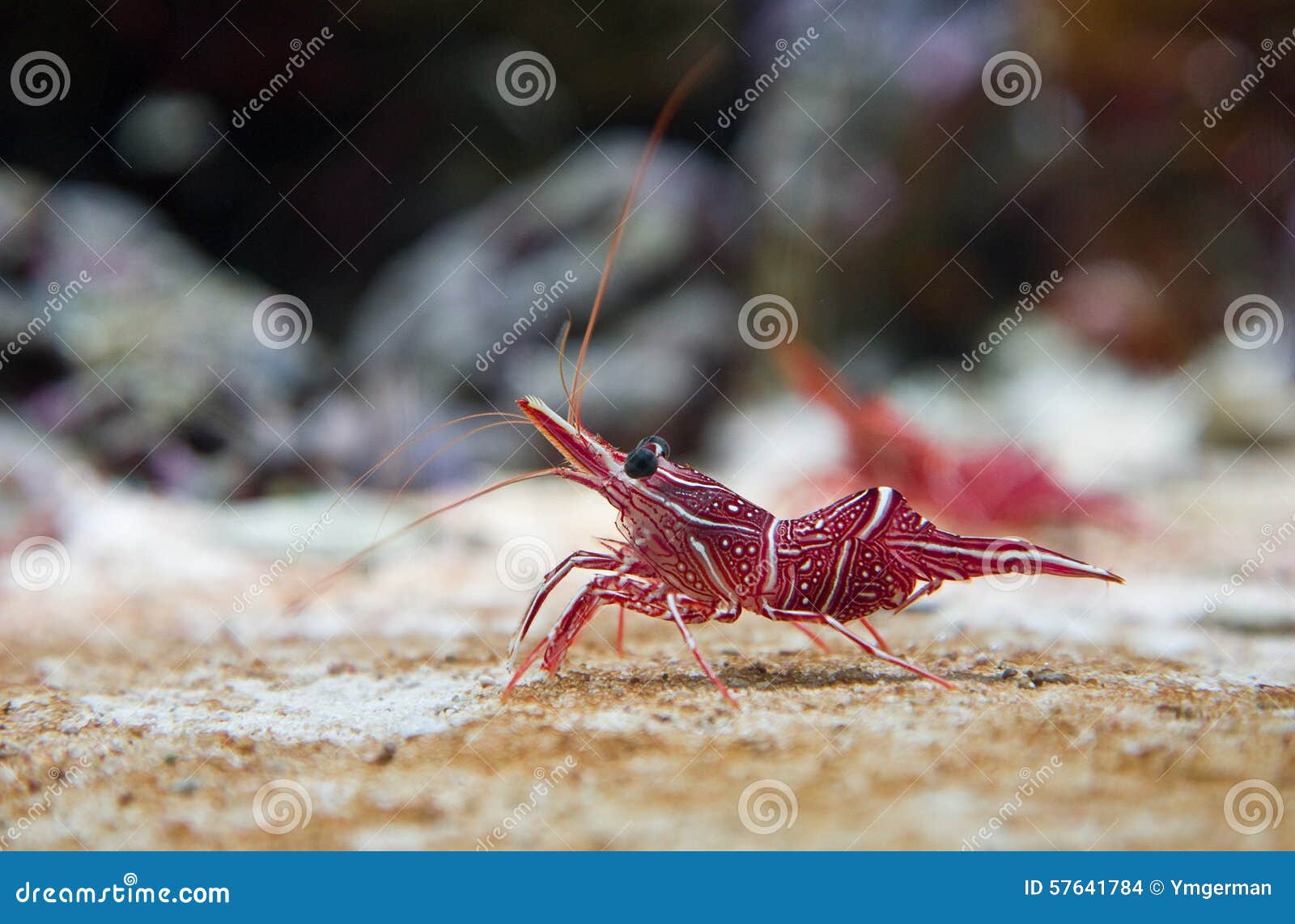 Camel Shrimp Rhynchocinetes Uritai Stock Photos - Free & Royalty-Free ...