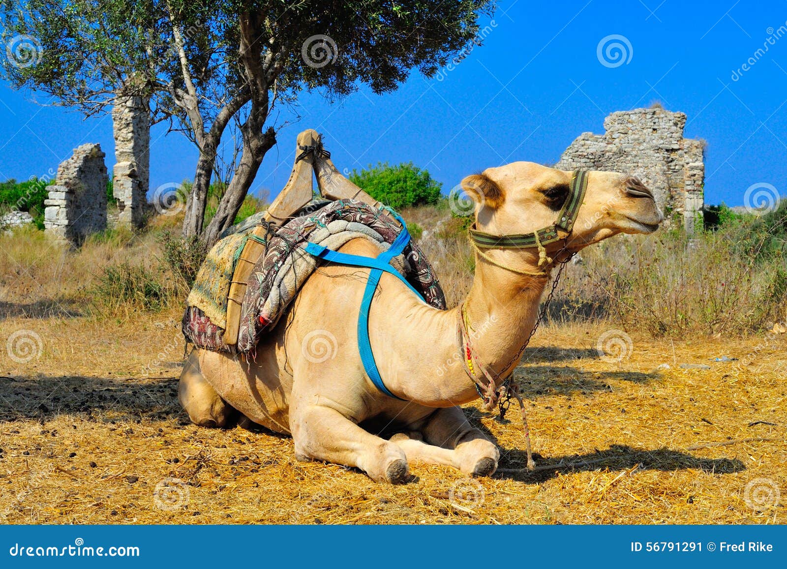 Camel in Side, Turkey. stock image. Image of turkey, animal - 56791291