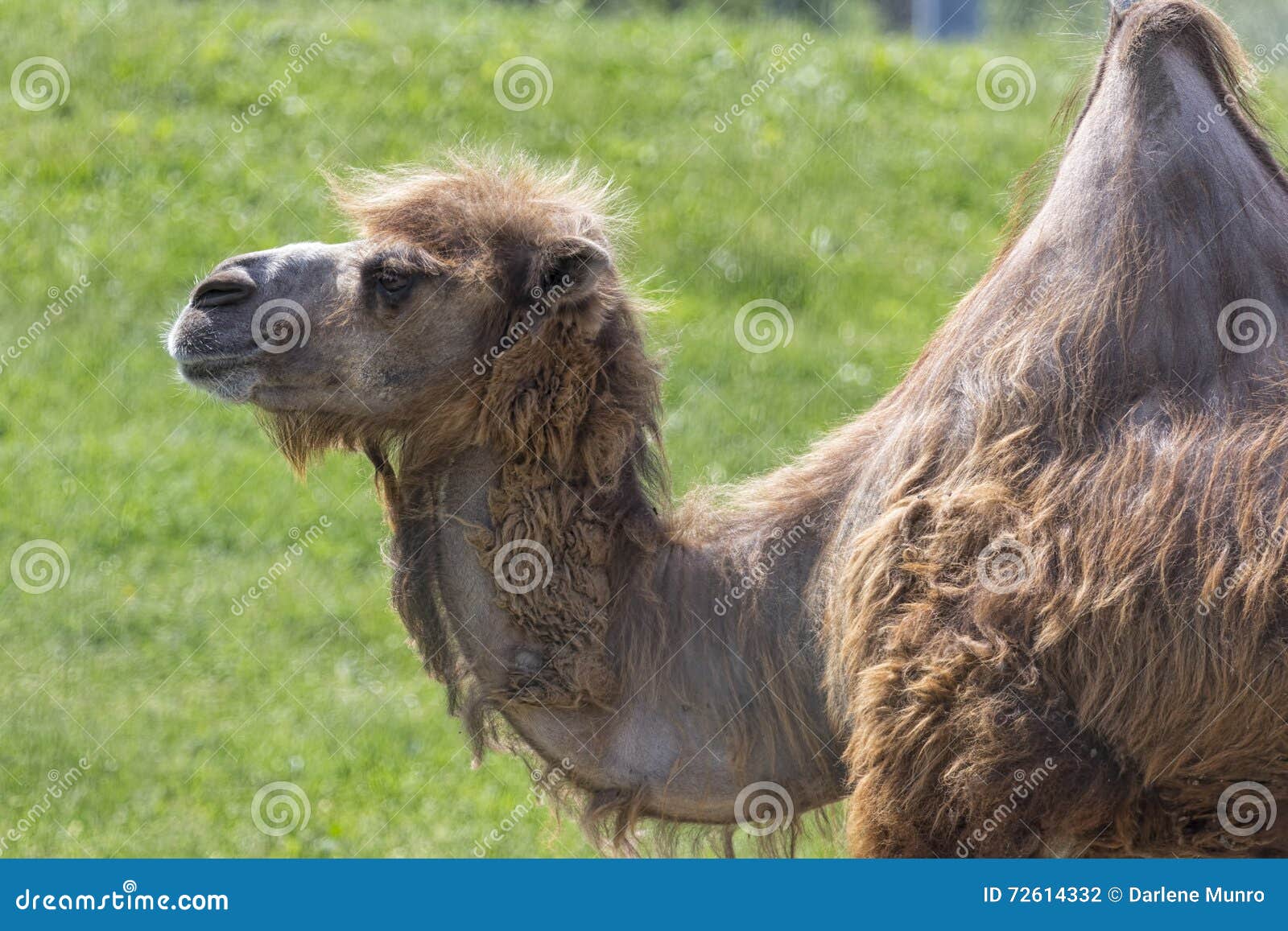 Camel Side View stock photo. Image of wonderful, face - 72614332