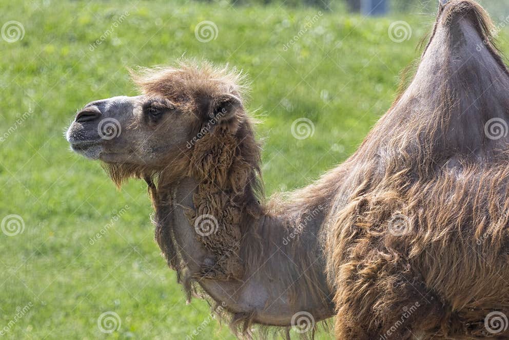 Camel Side View stock photo. Image of wonderful, face - 72614332