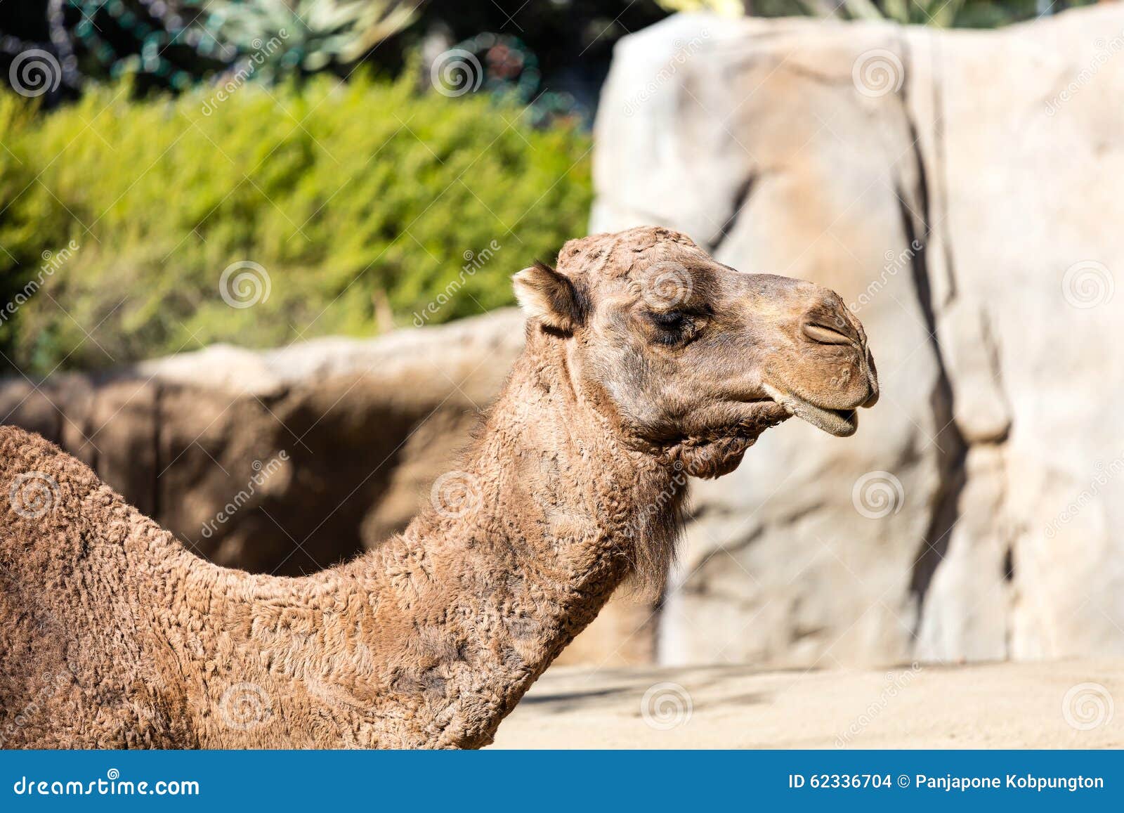 Camel stock photo. Image of camels, head, nature, emirates - 62336704