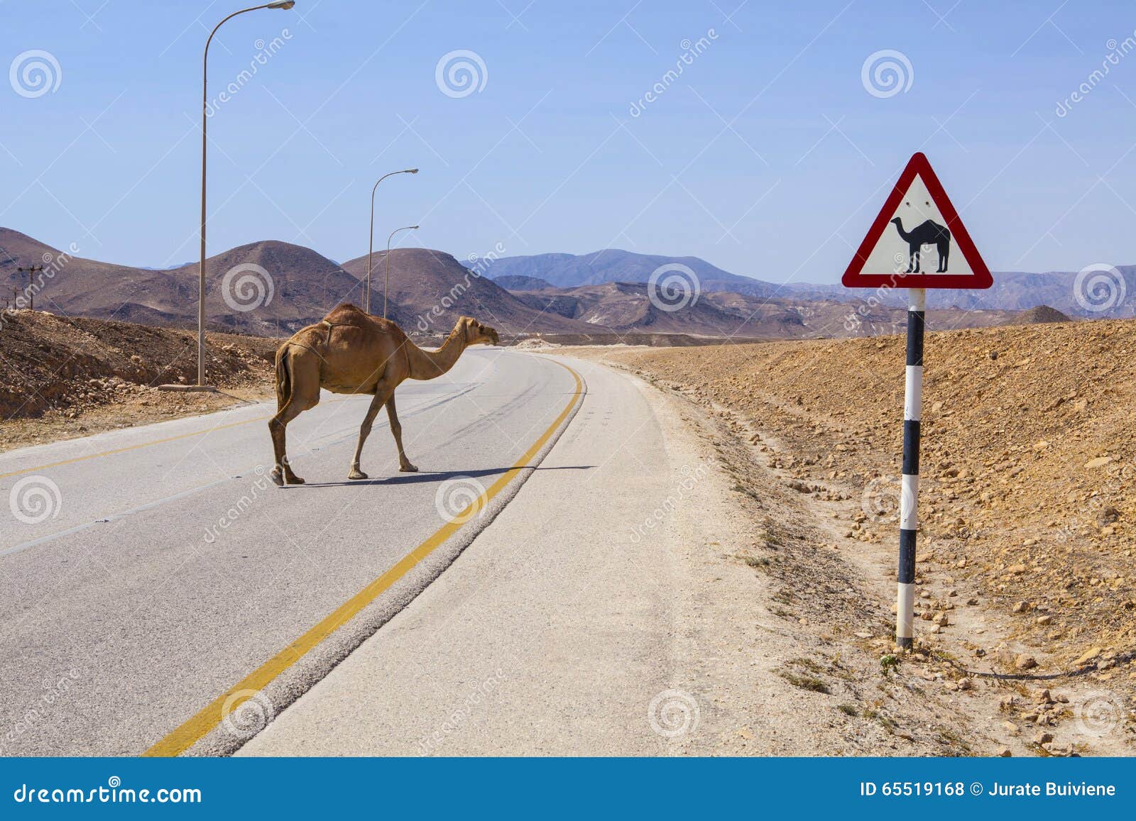 Camel sign stock photo. Image of scene, roadside, mammal - 65519168