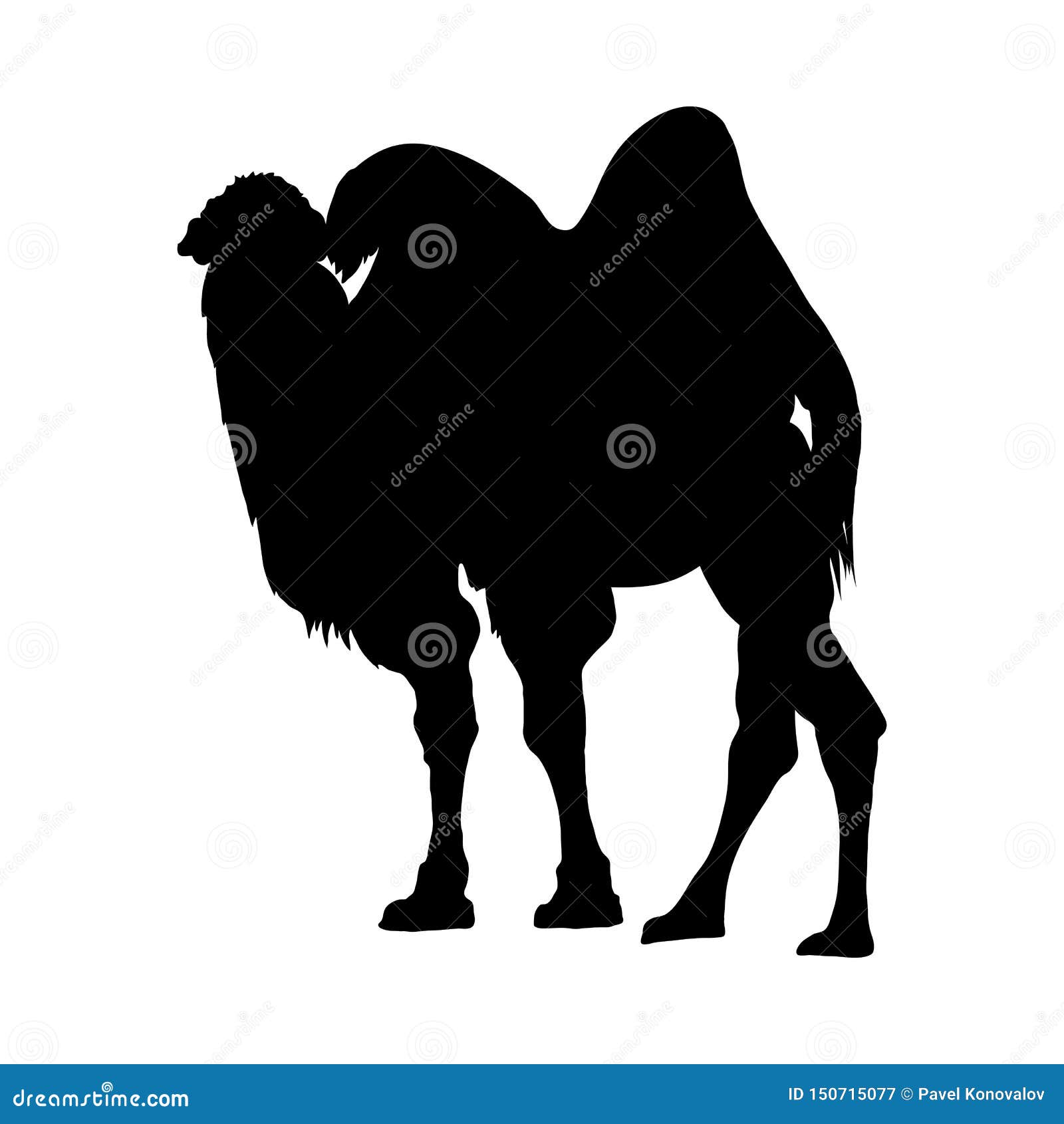 Camel Silhouette stock vector. Illustration of detailed - 150715077