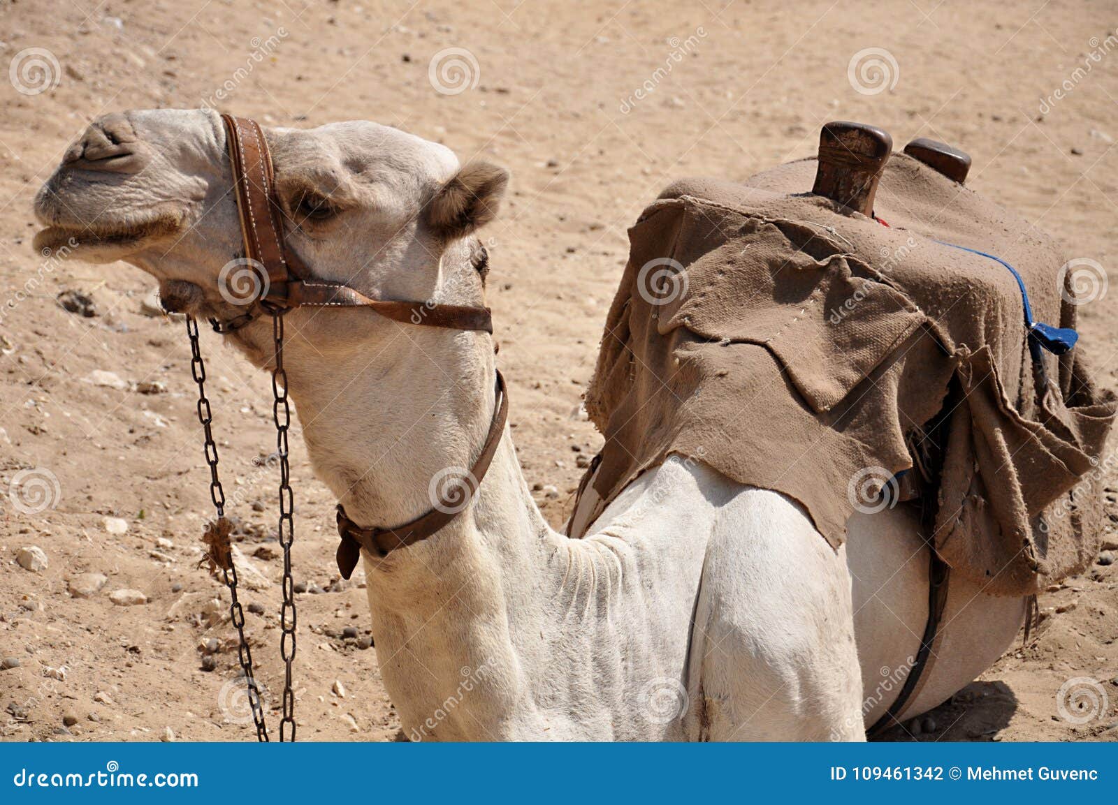 A Camel Sitting on the Ground in Egypt. Stock Photo - Image of egypt ...