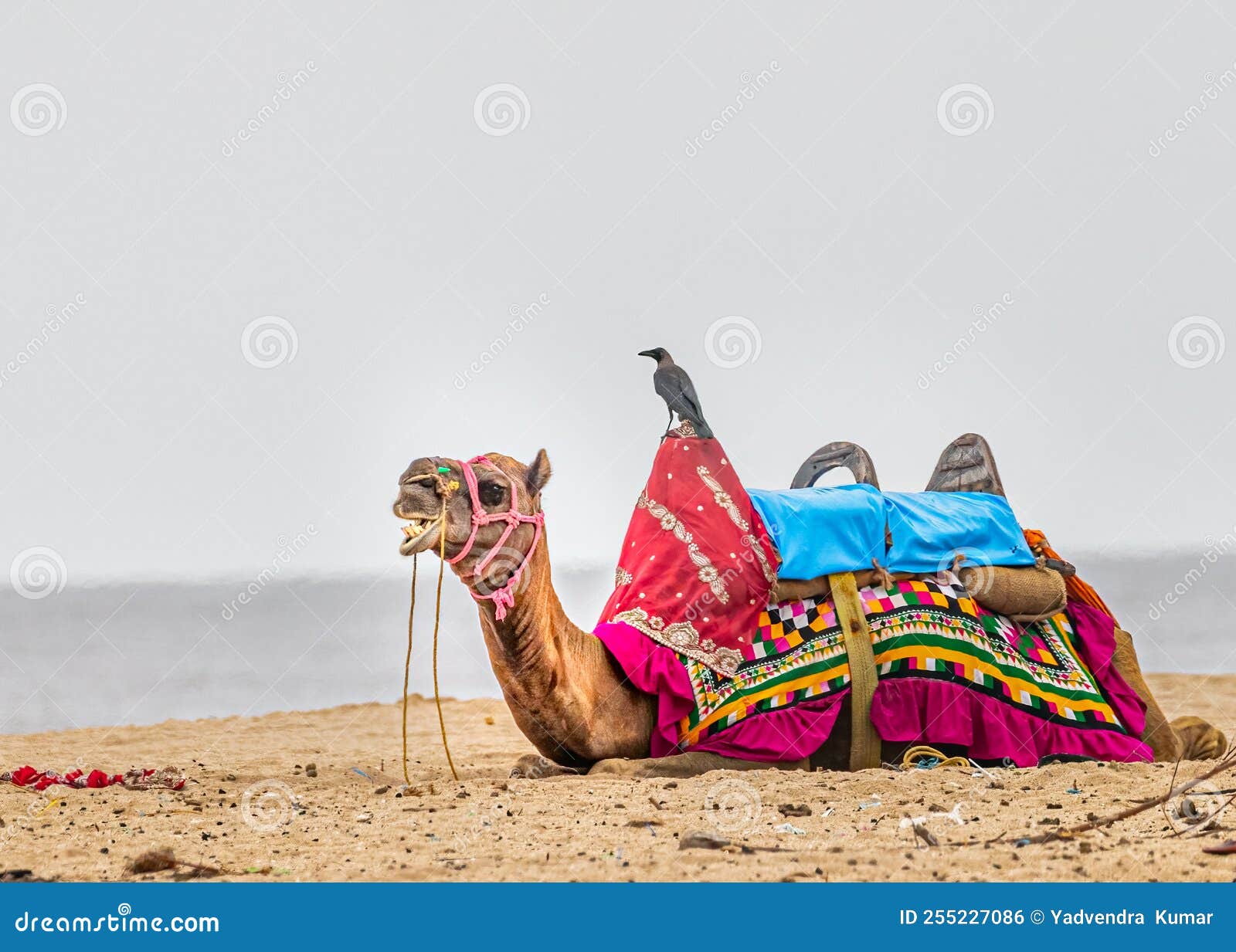 A Camel sitting on a beach stock photo. Image of emirate - 255227086
