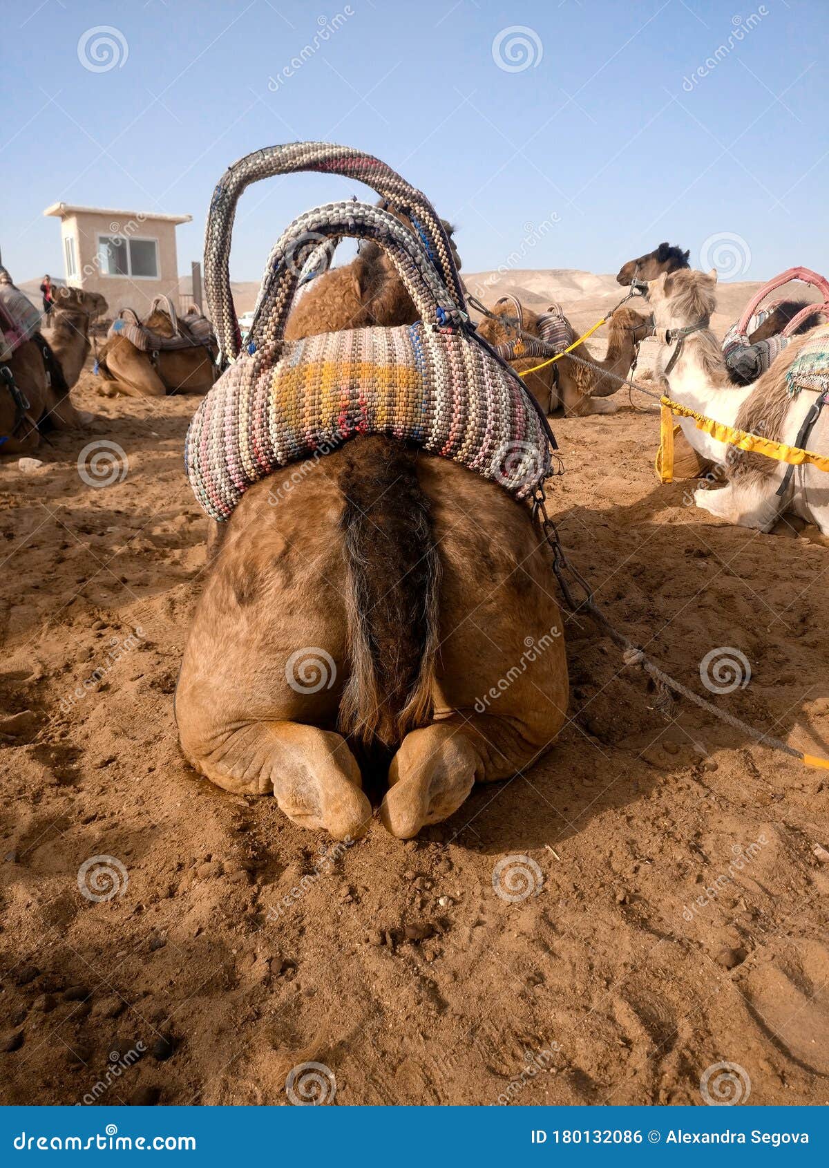 Camel Sitting in Beduin Camping in Desert. Camels during Halt. Back ...